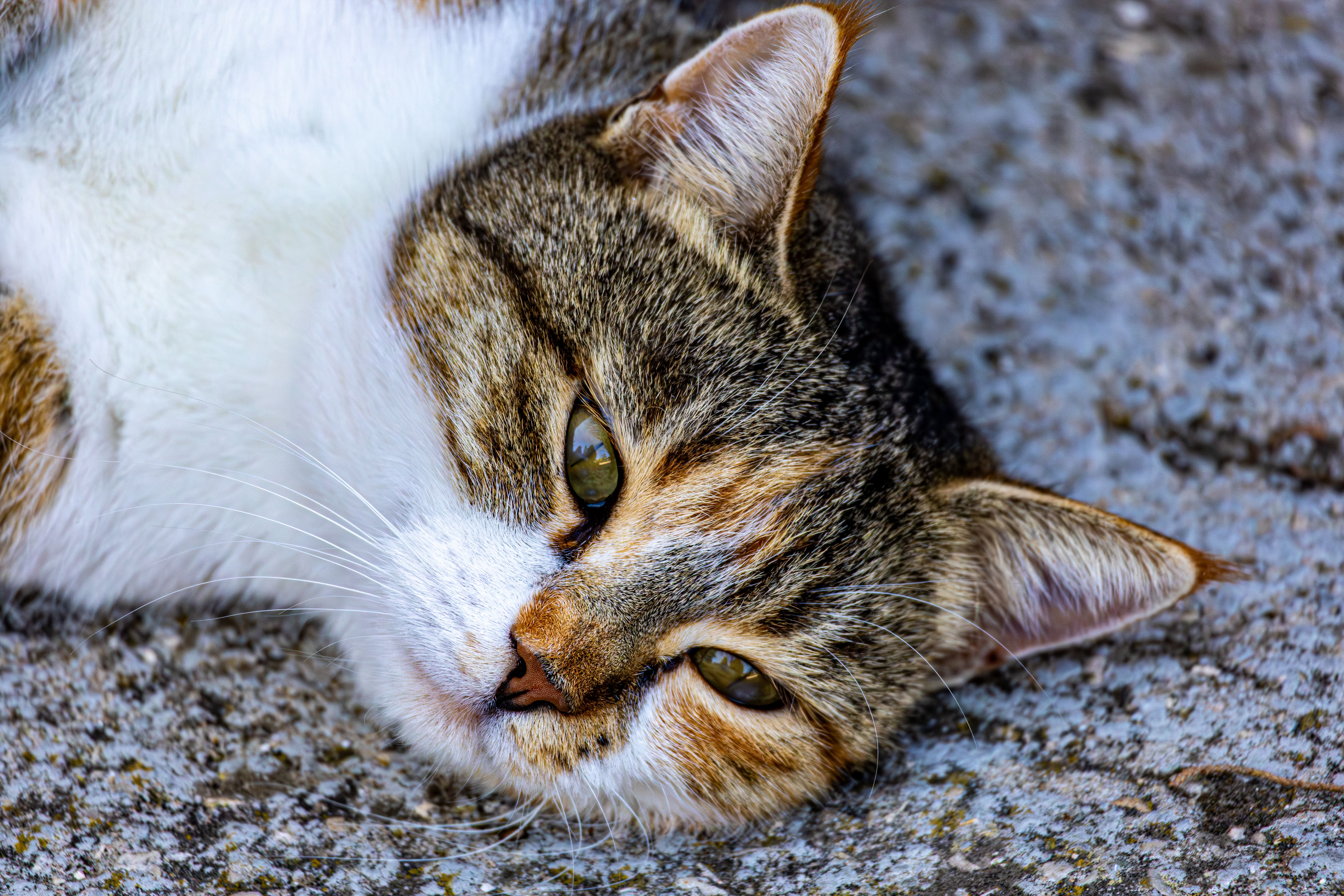 Nagatoro+Cat Photos, Download The BEST Free Nagatoro+Cat Stock Photos ...