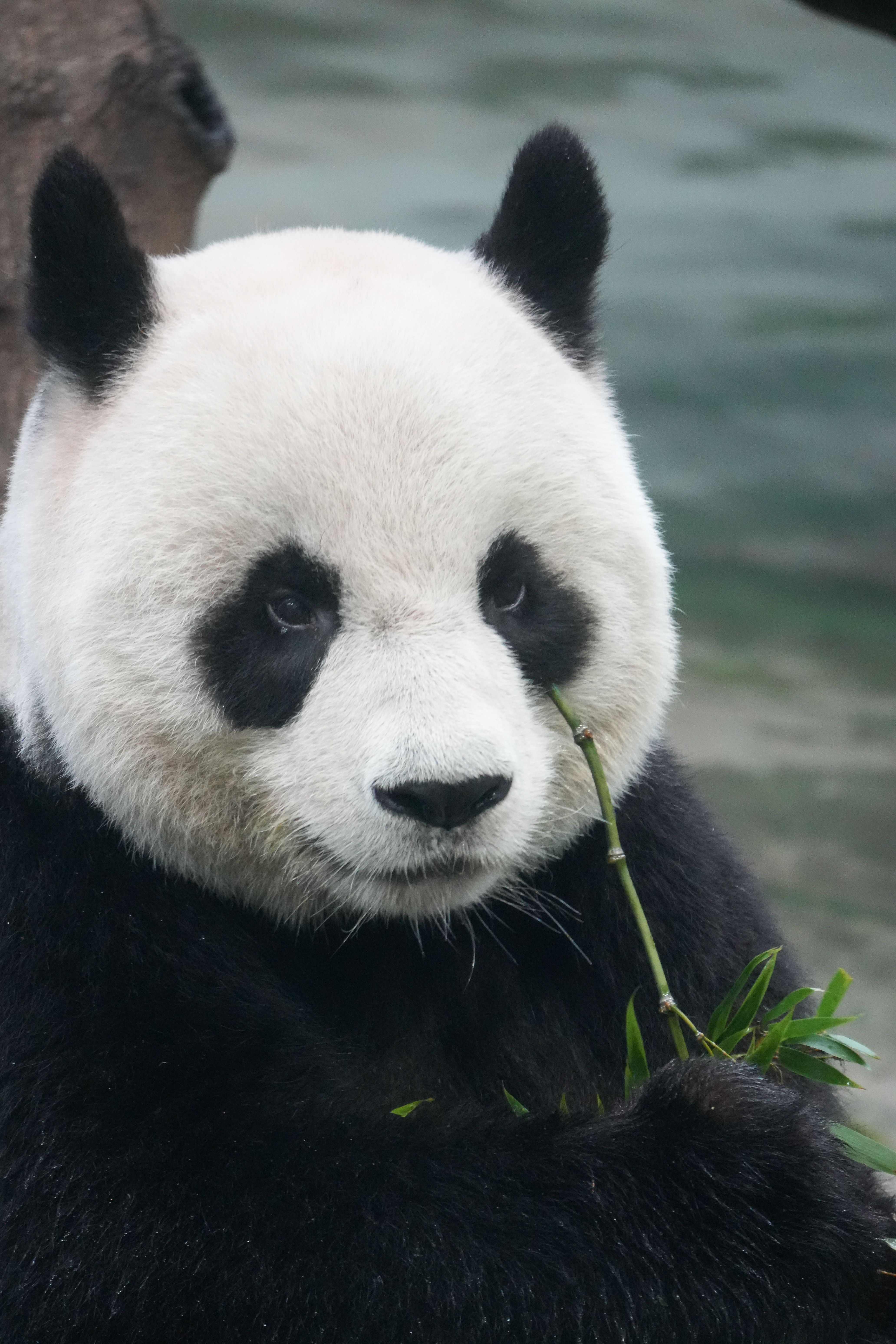 Giant Panda Eating Bamboo: A Tranquil Scene · Free Stock Photo