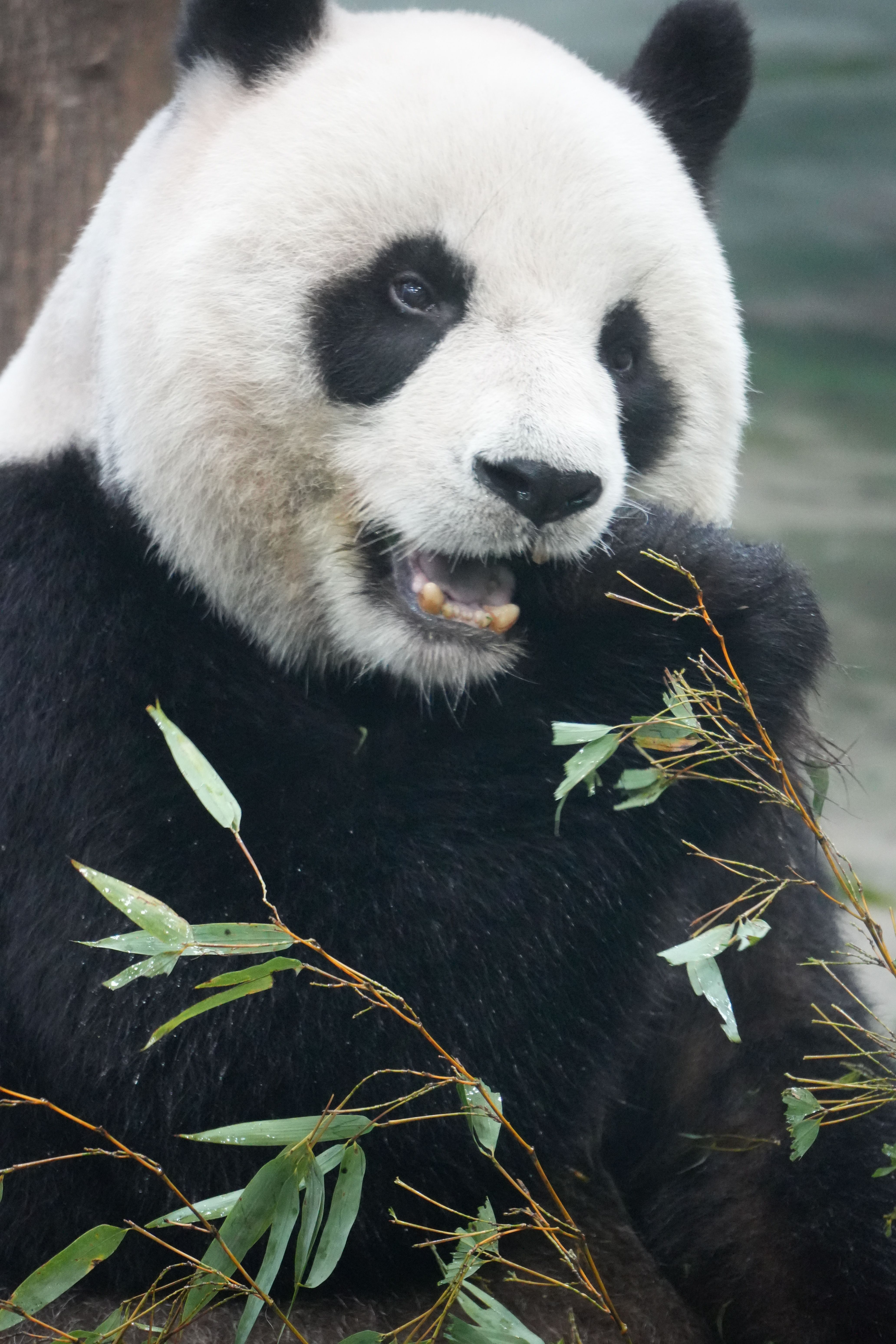 Giant Panda Feasting on Bamboo in Natural Habitat · Free Stock Photo