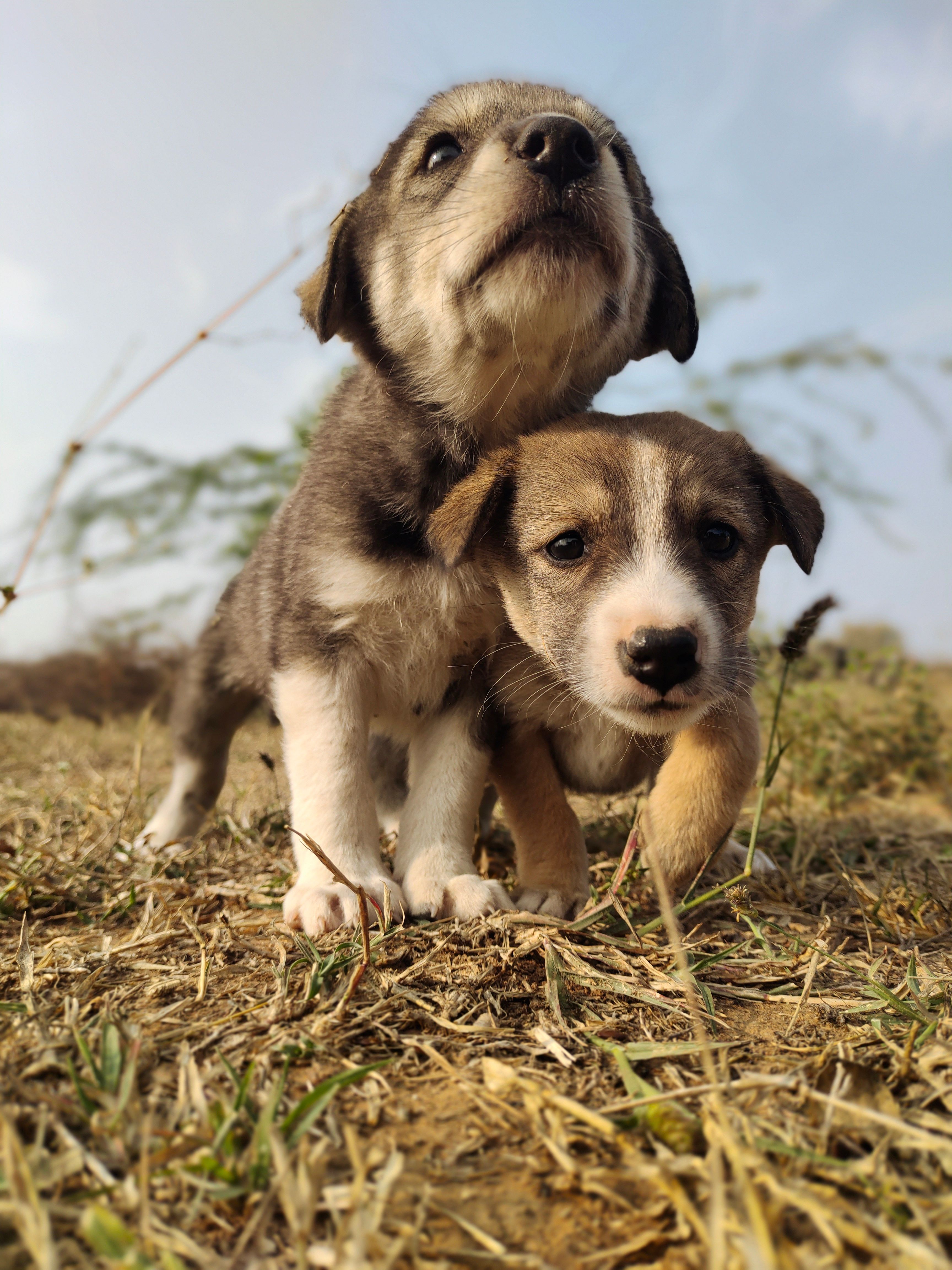 Adorable Puppies in a Rural Setting · Free Stock Photo