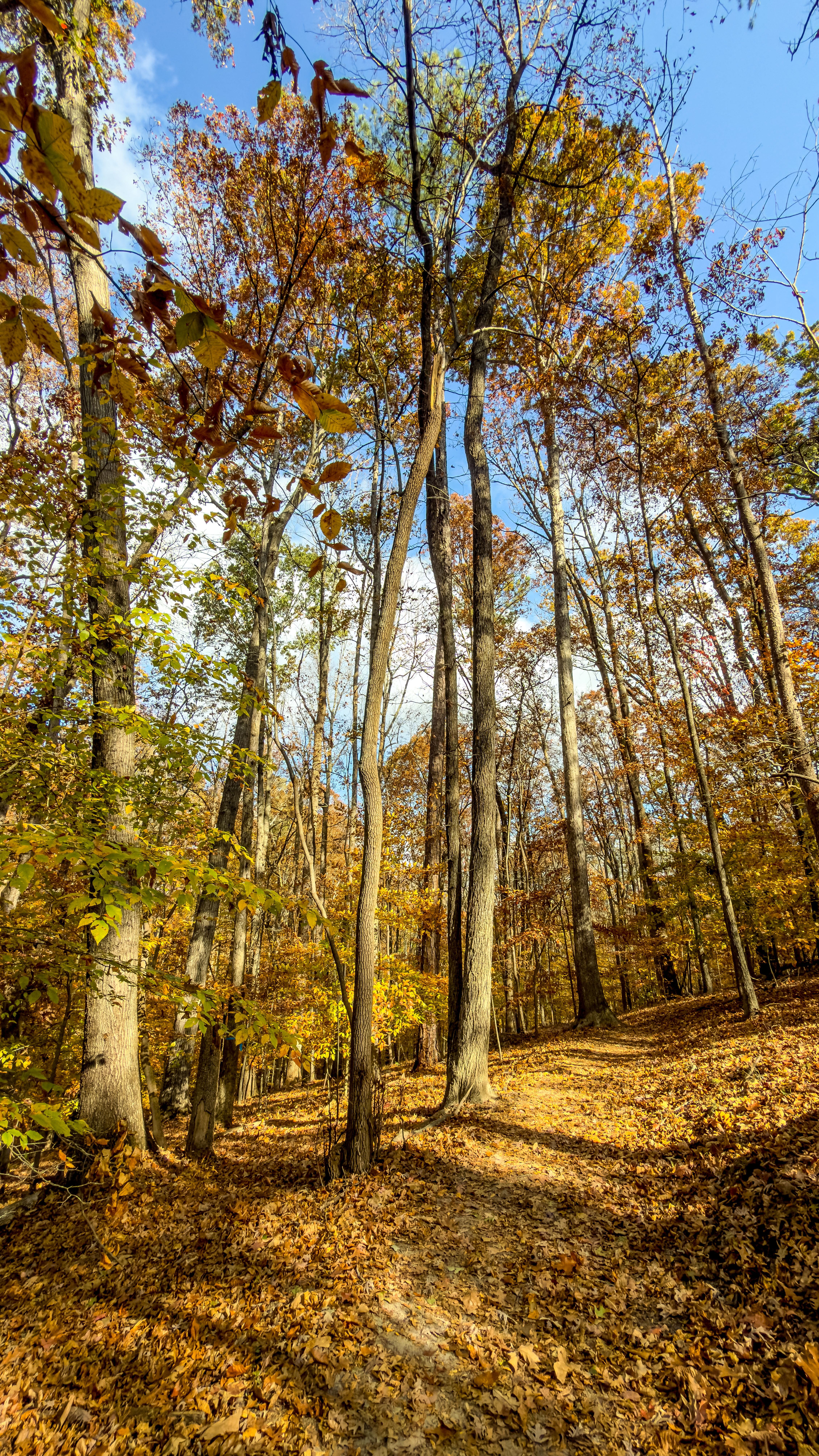 Slender Family Tree Photos, Download The BEST Free Slender Family Tree ...