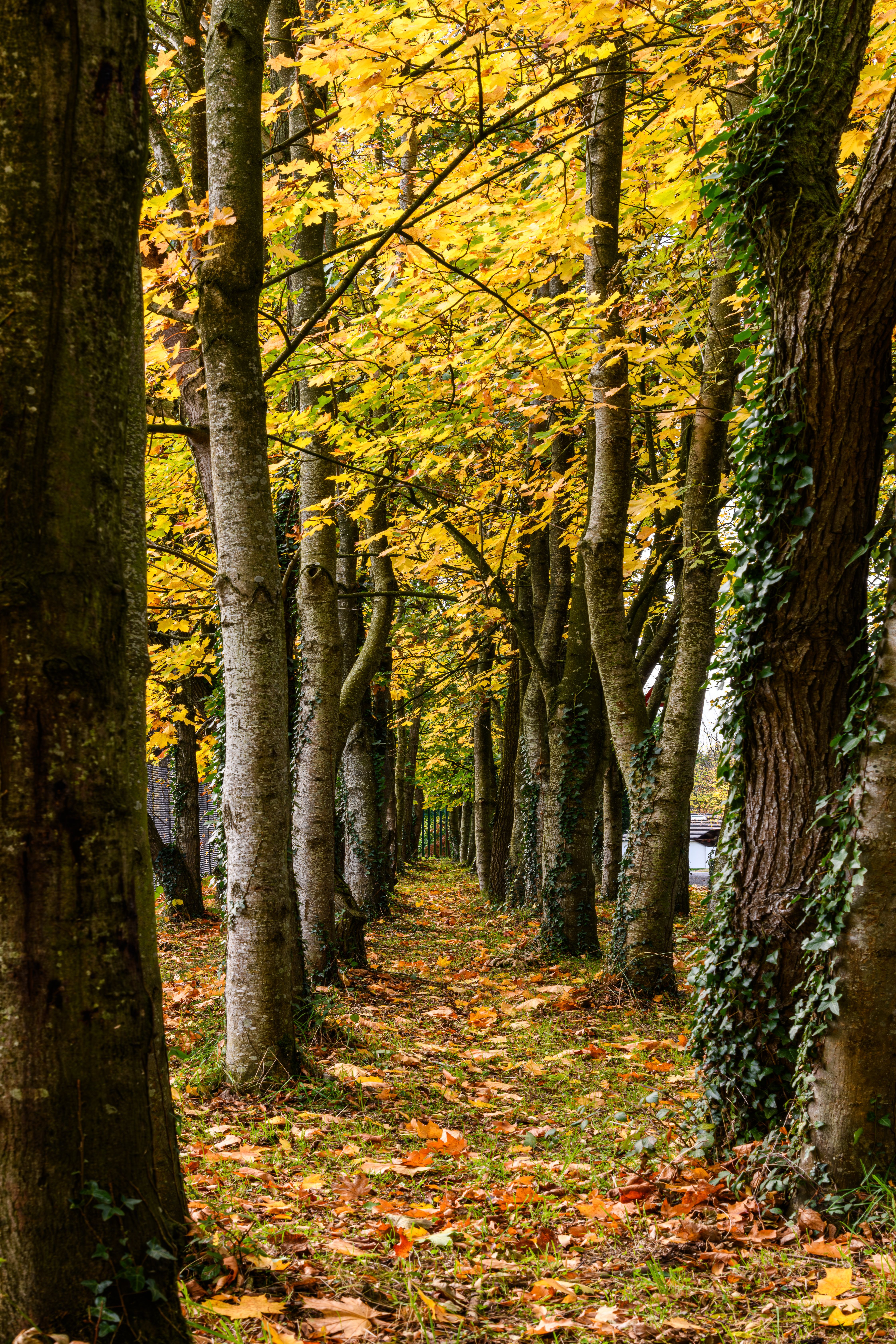 Serene Autumn Pathway Lined with Trees · Free Stock Photo
