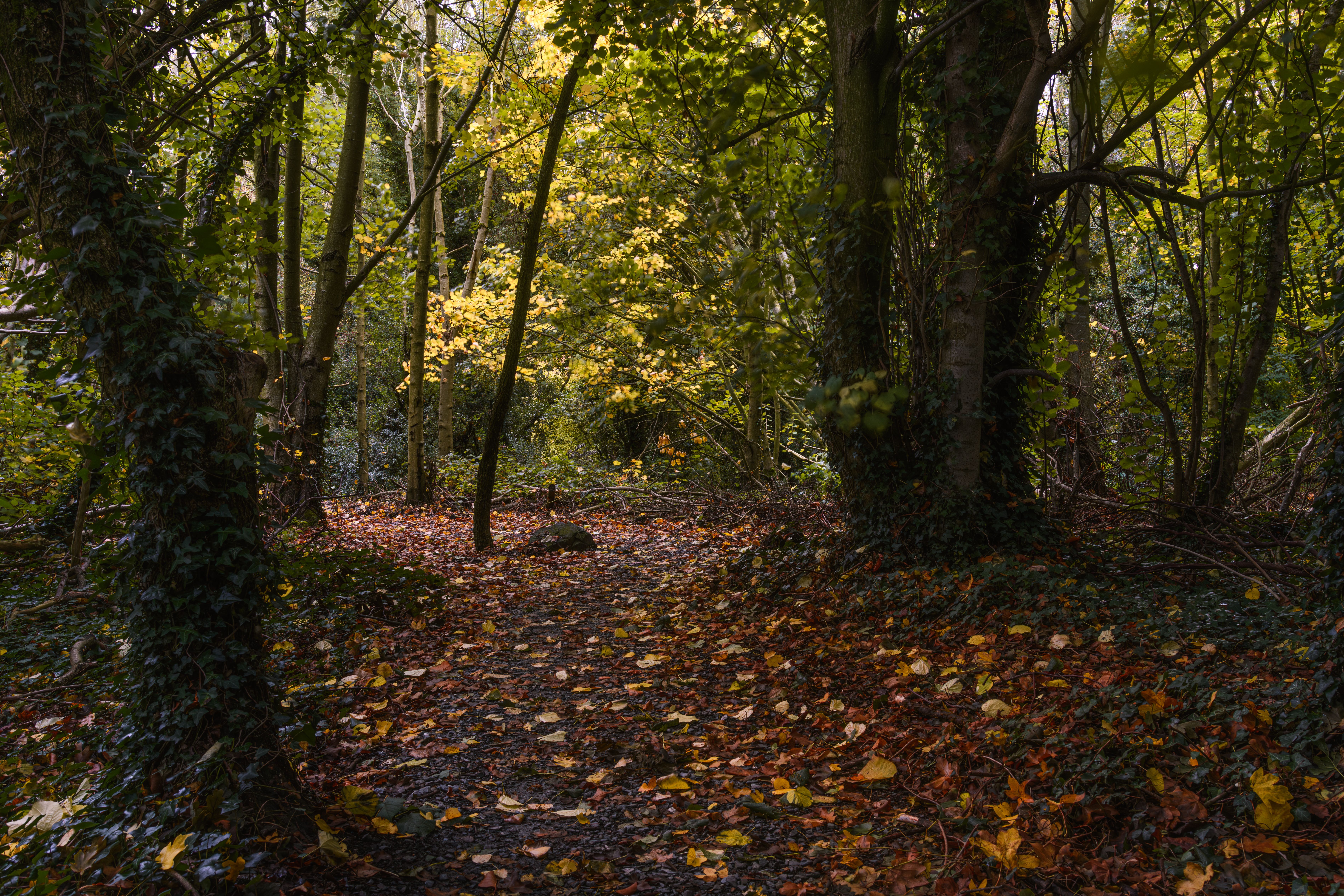 Serene Autumn Forest Path with Fallen Leaves · Free Stock Photo