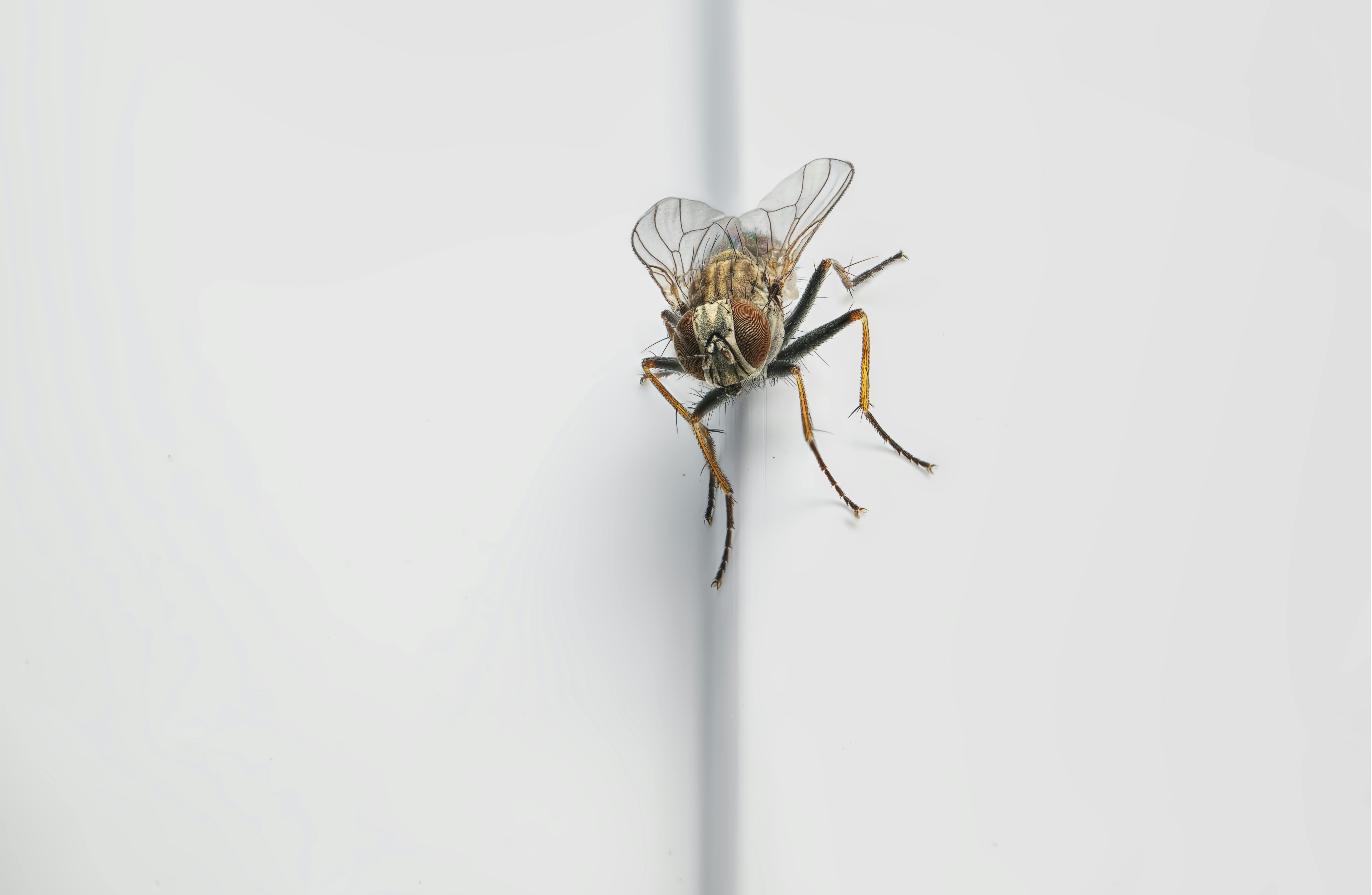 Foto profissional gratuita de @exterior, anatomia de insetos, animais ...