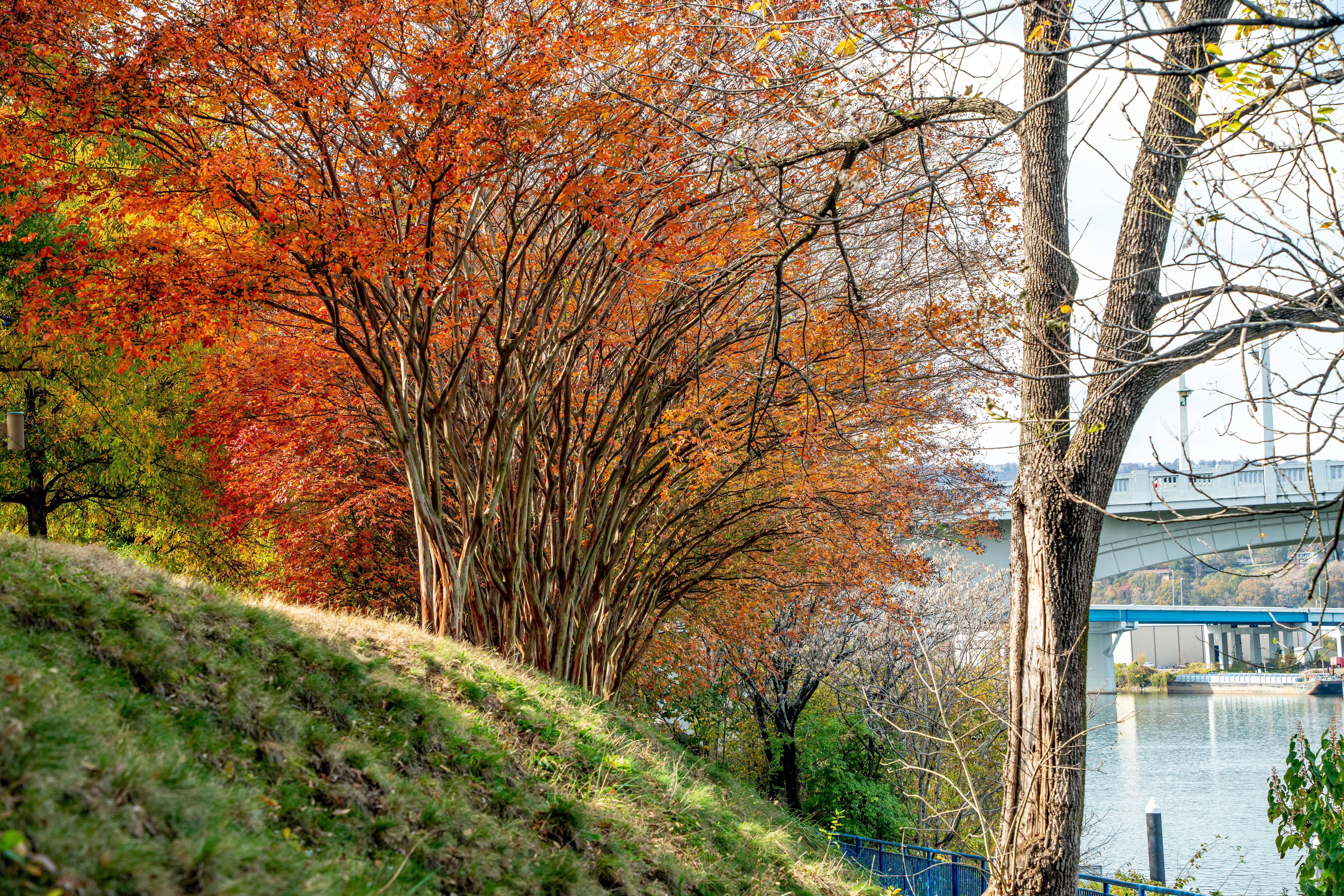Autumn Landscape by Tennessee River in Chattanooga · Free Stock Photo