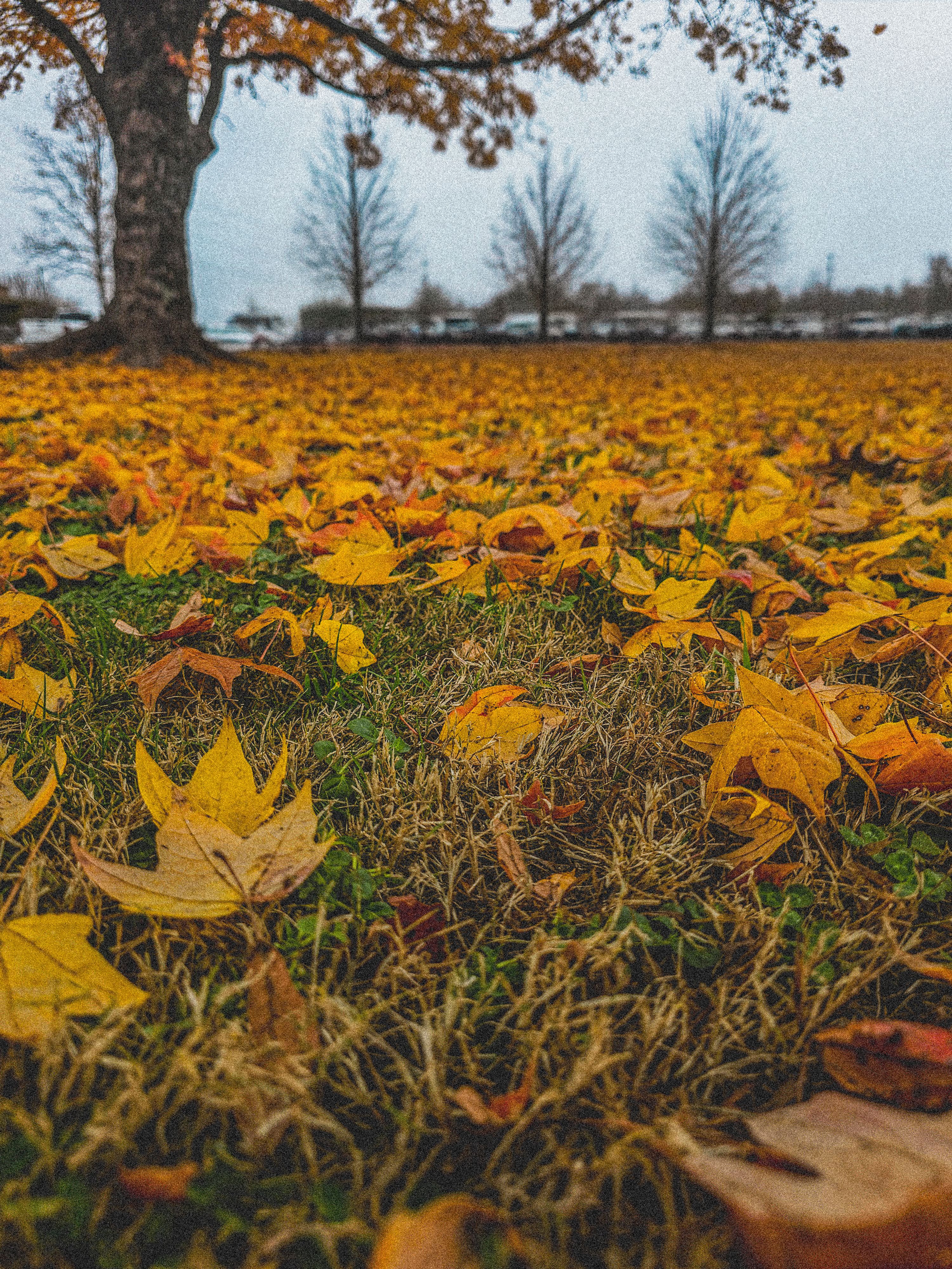 Vibrant Autumn Foliage in Cullman Park, Alabama · Free Stock Photo