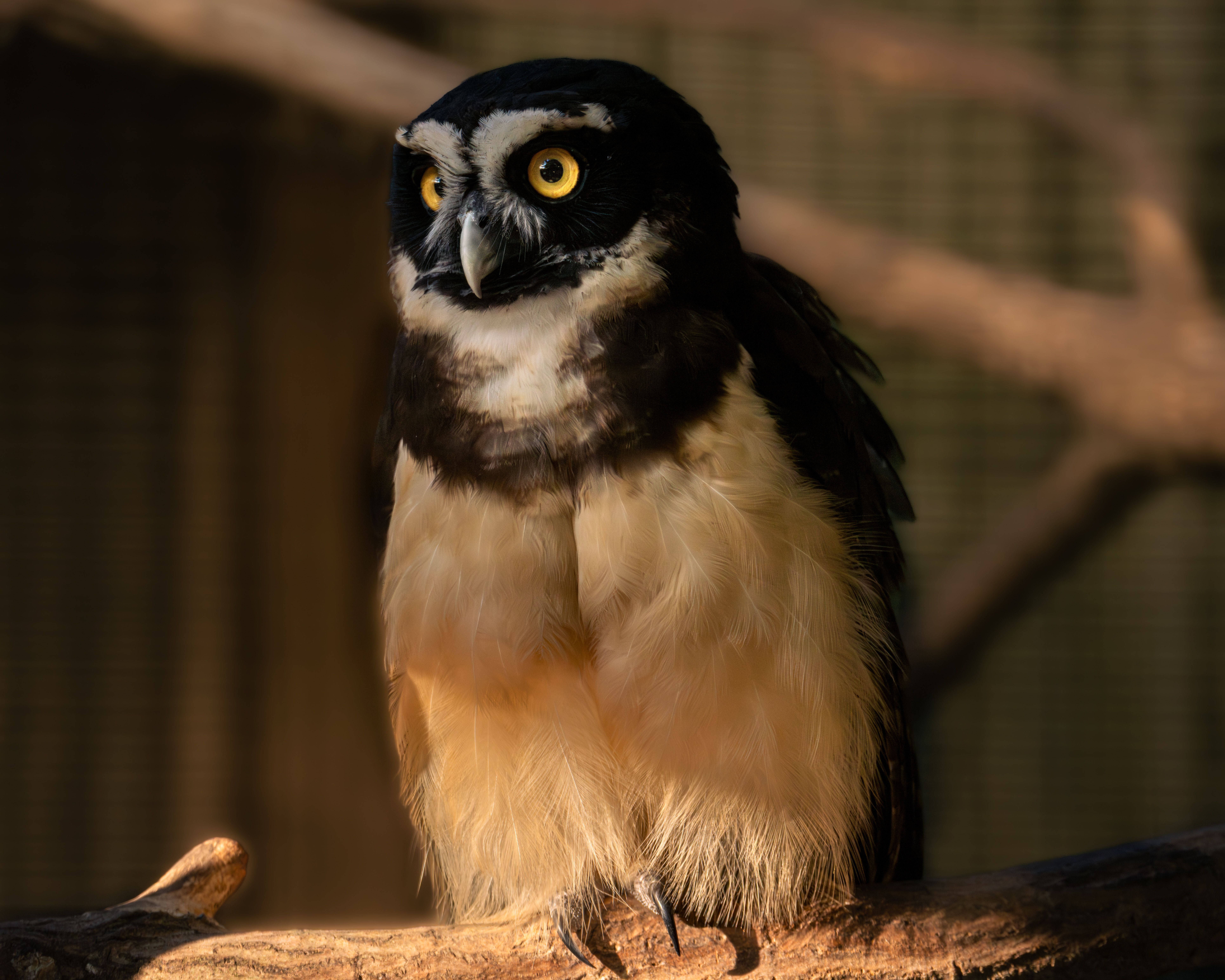 Stunning Spectacled Owl Perched on Branch · Free Stock Photo