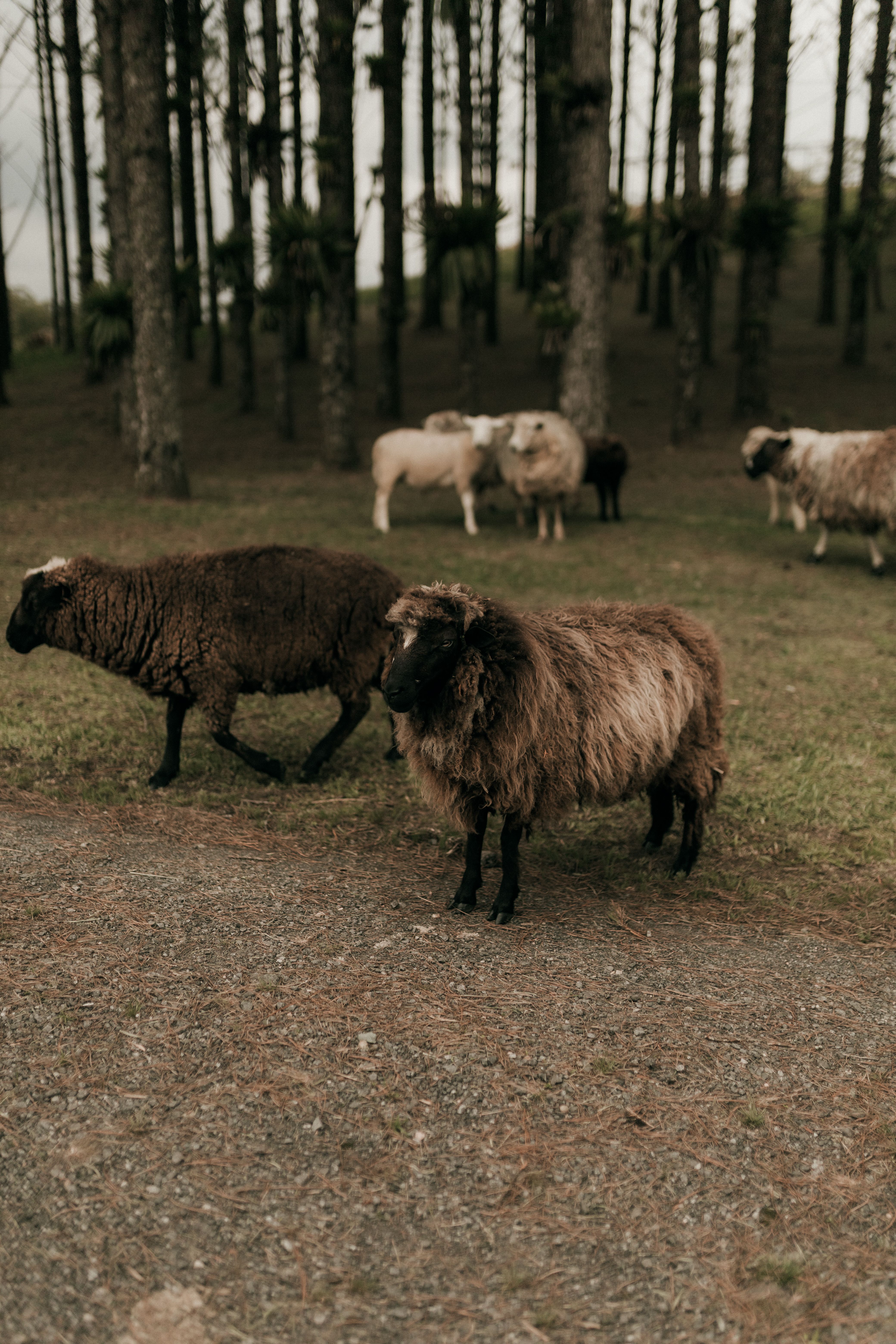 Rustic Sheep Grazing in Forest Clearing · Free Stock Photo