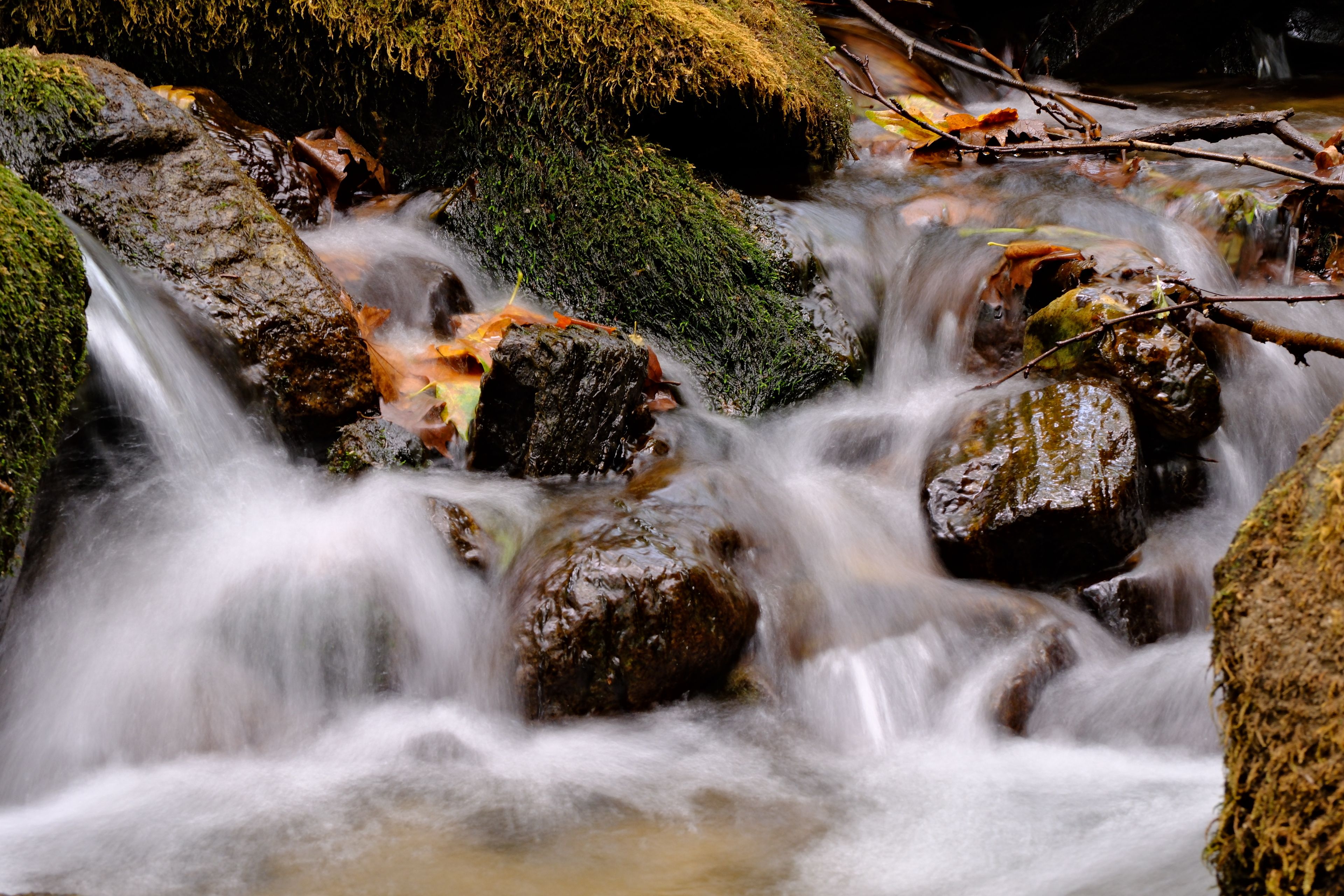 Tranquil Forest Stream Flowing Over Mossy Rocks · Free Stock Photo