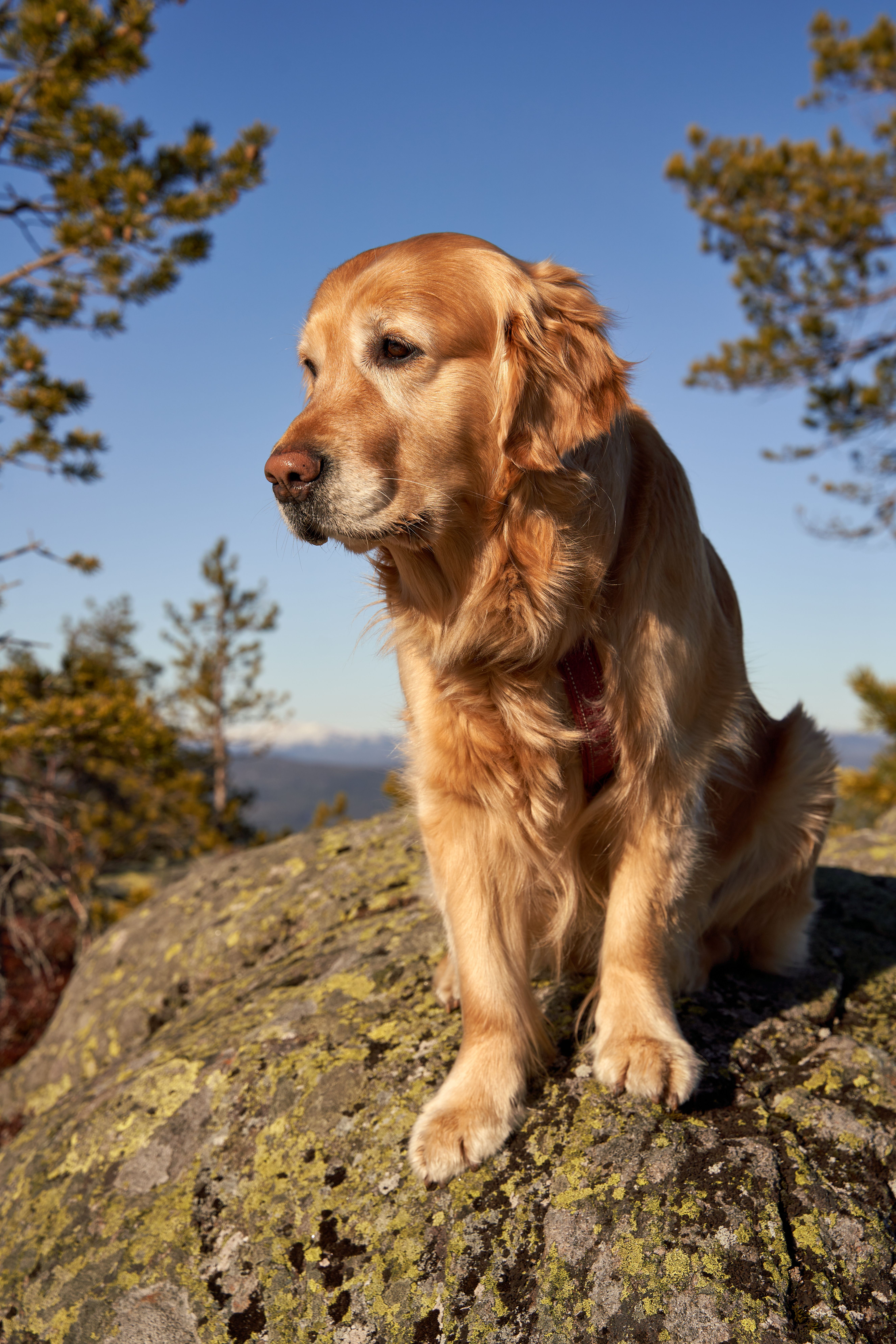 Golden Retriever on a Rocky Mountain Landscape · Free Stock Photo