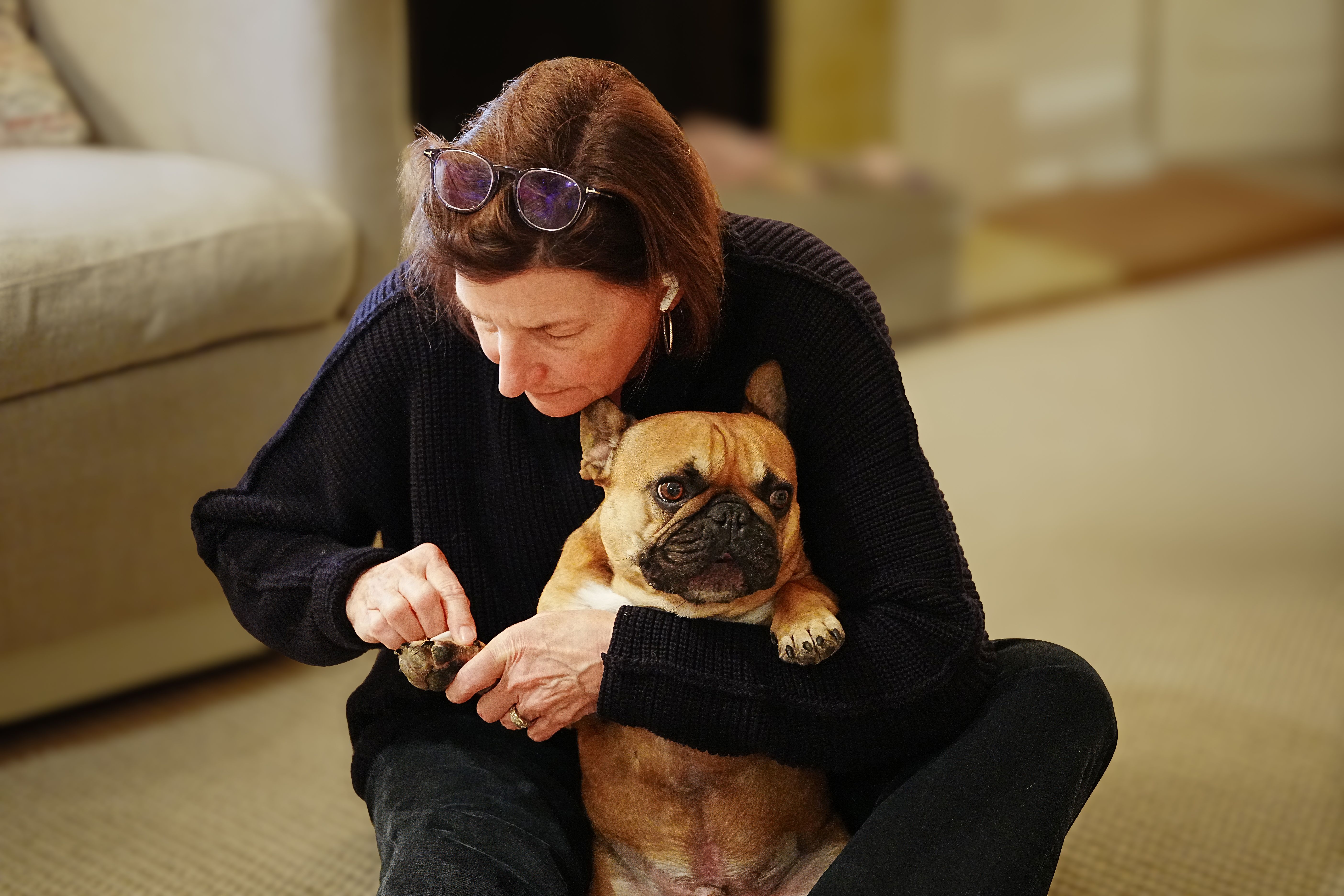 Woman Grooming French Bulldog Indoors · Free Stock Photo