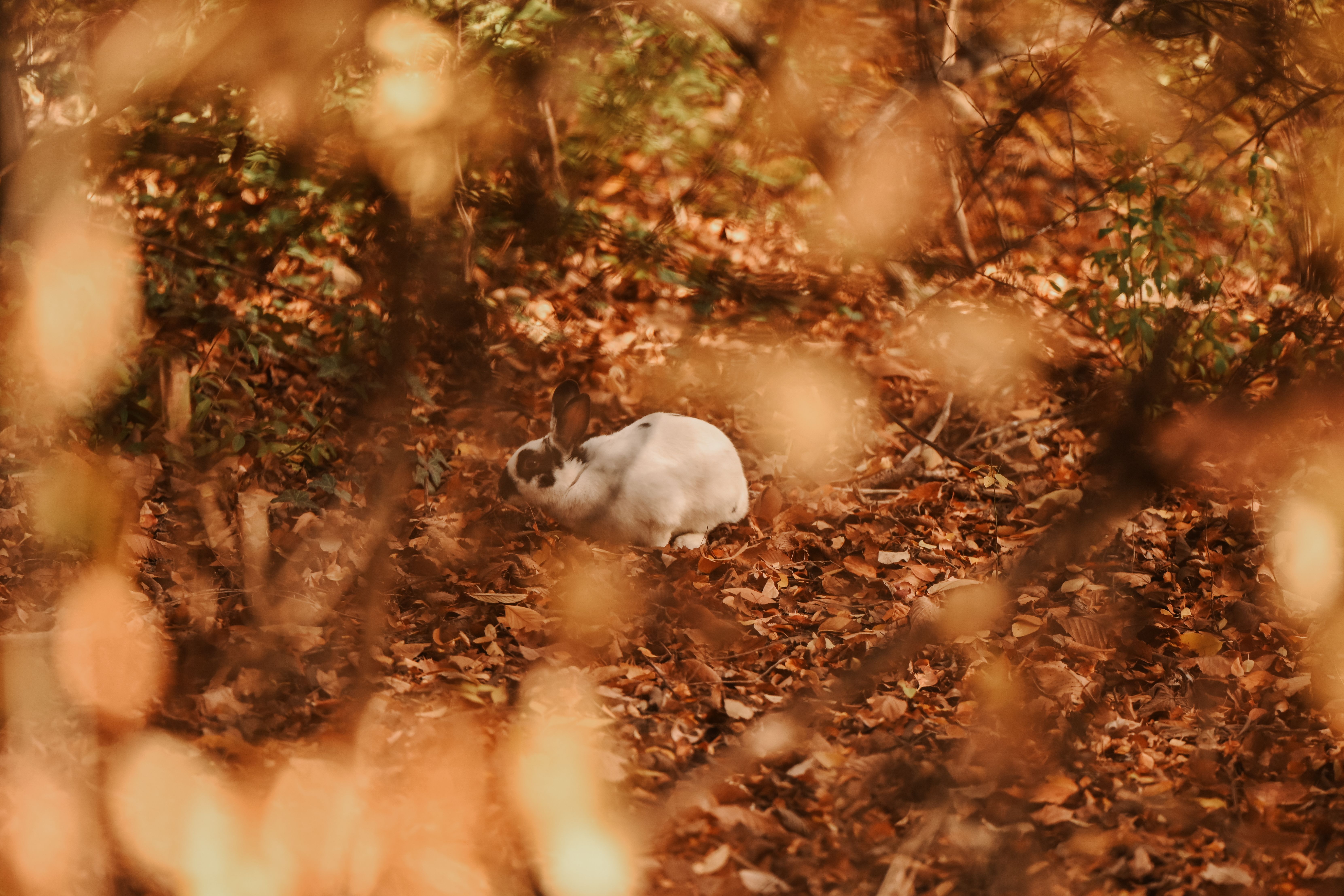 White Rabbit in an Autumn Forest Setting · Free Stock Photo