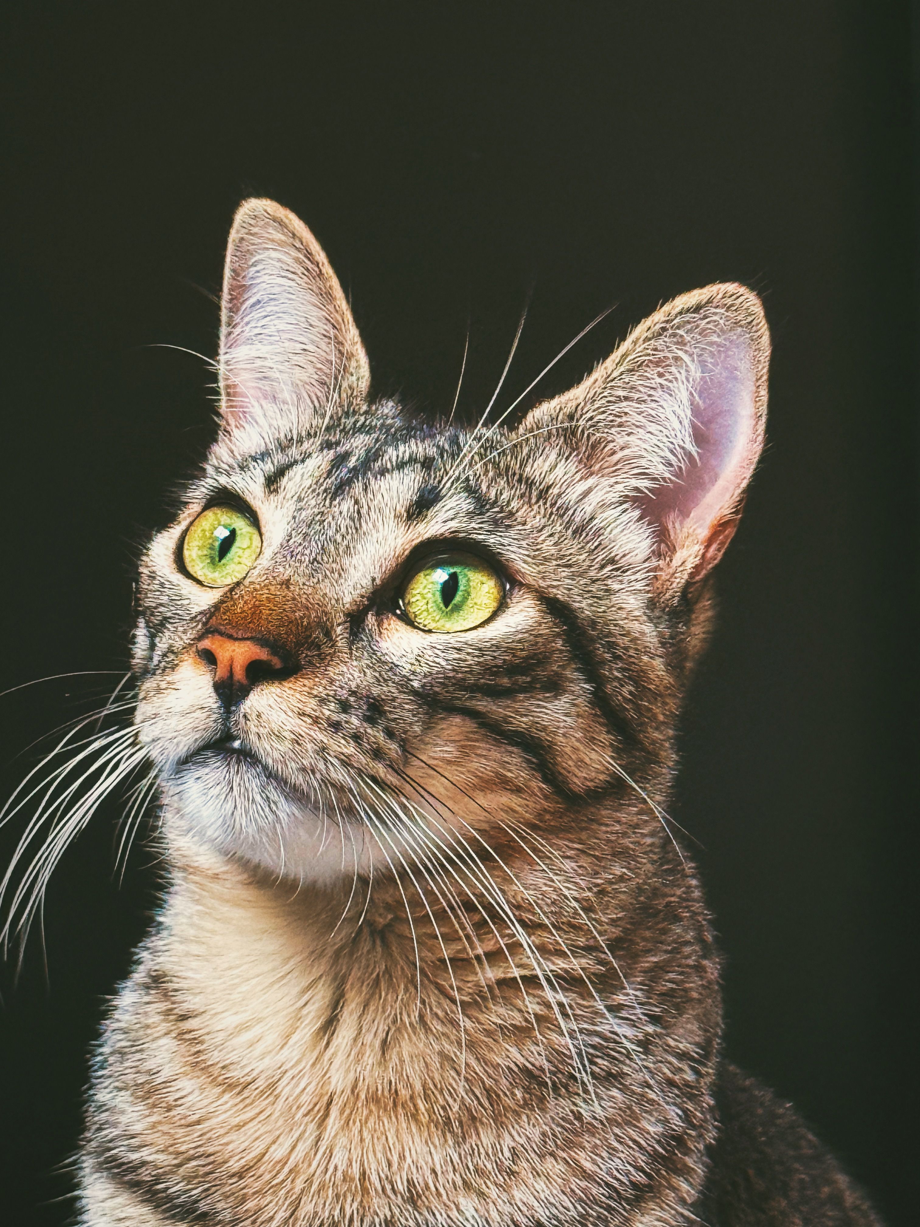 Close-Up Portrait of a Tabby Cat with Green Eyes · Free Stock Photo