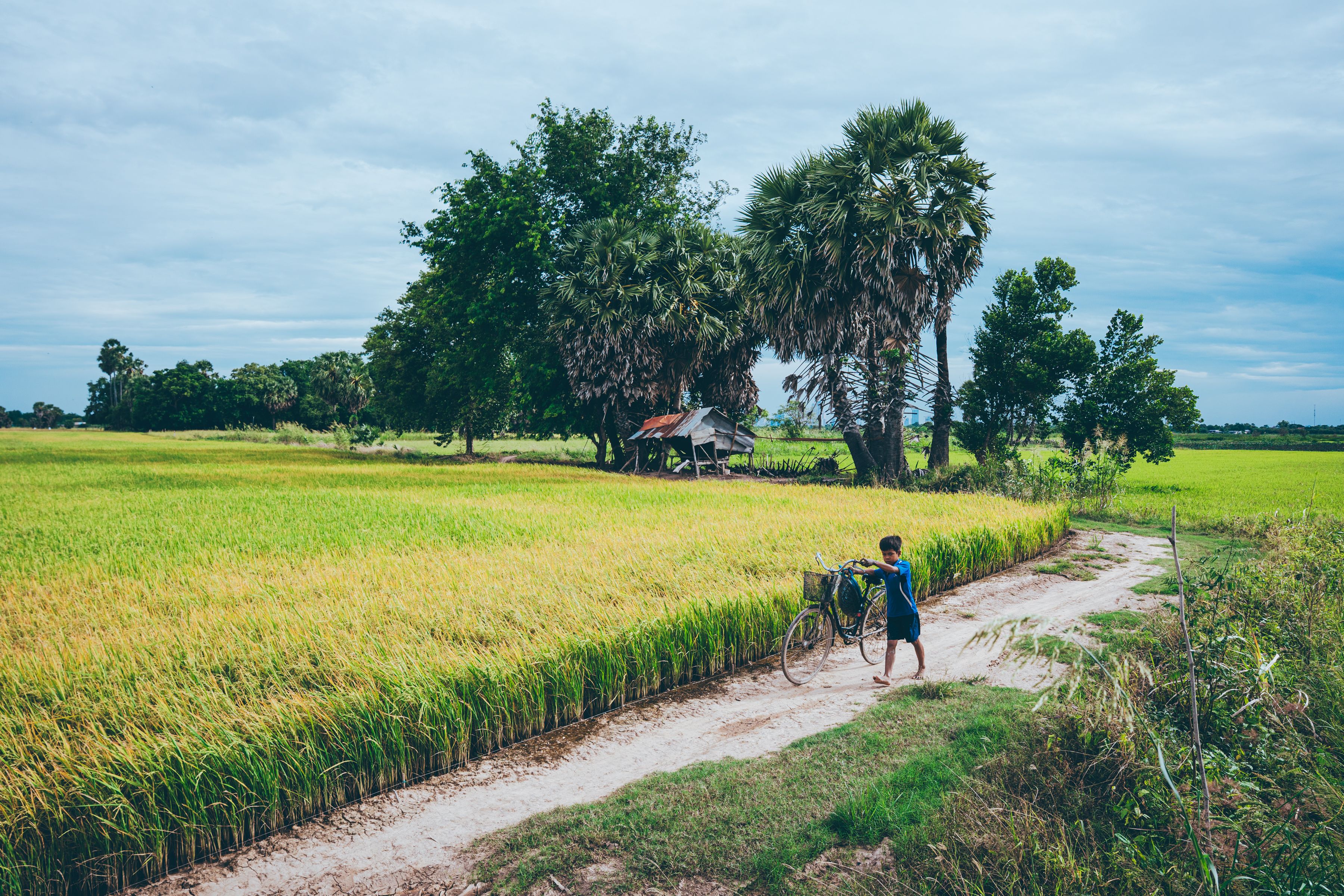 Rural Cambodian Landscape with Rice Fields and Cyclist · Free Stock Photo