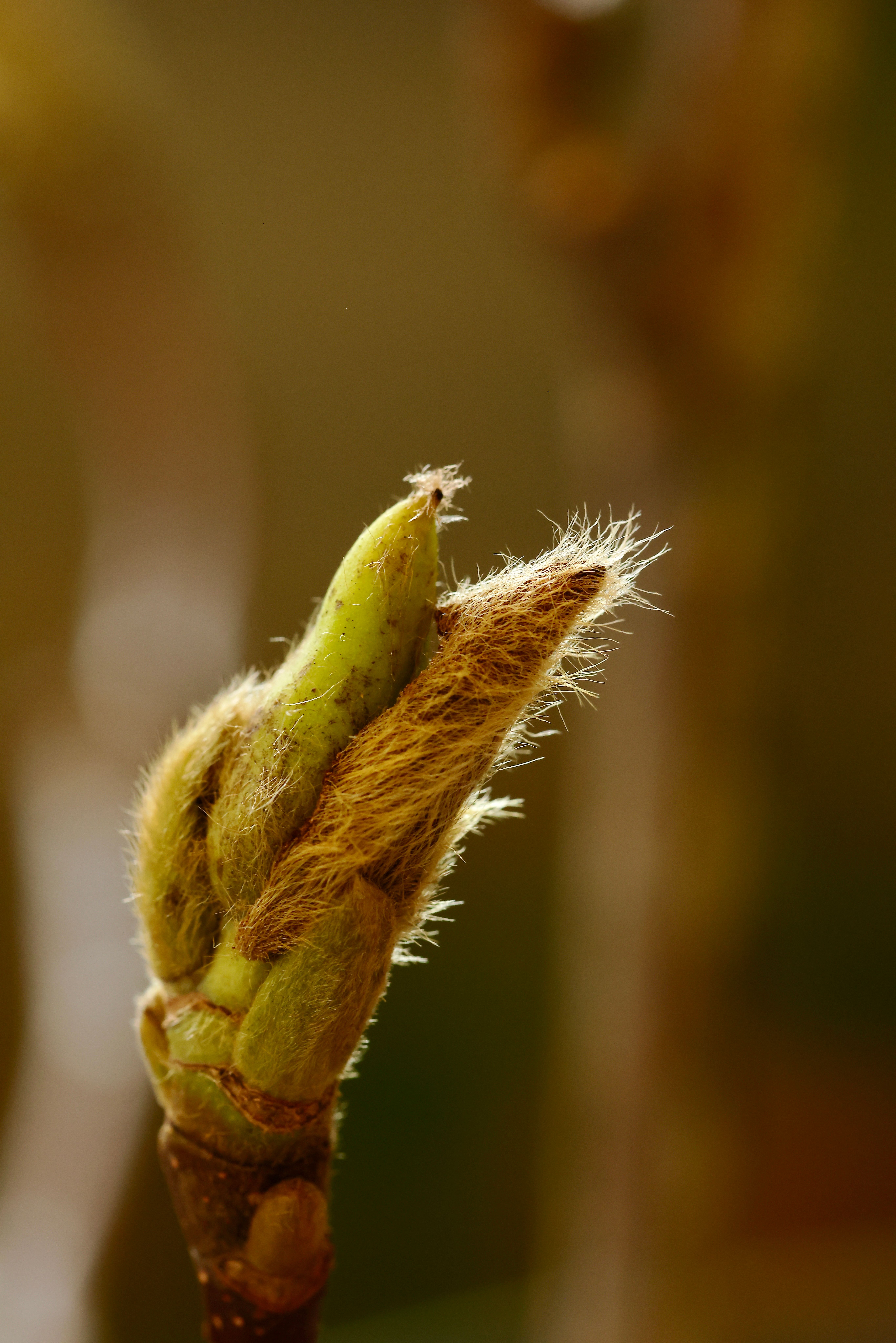 Close-up of a Budding Plant in Spring · Free Stock Photo