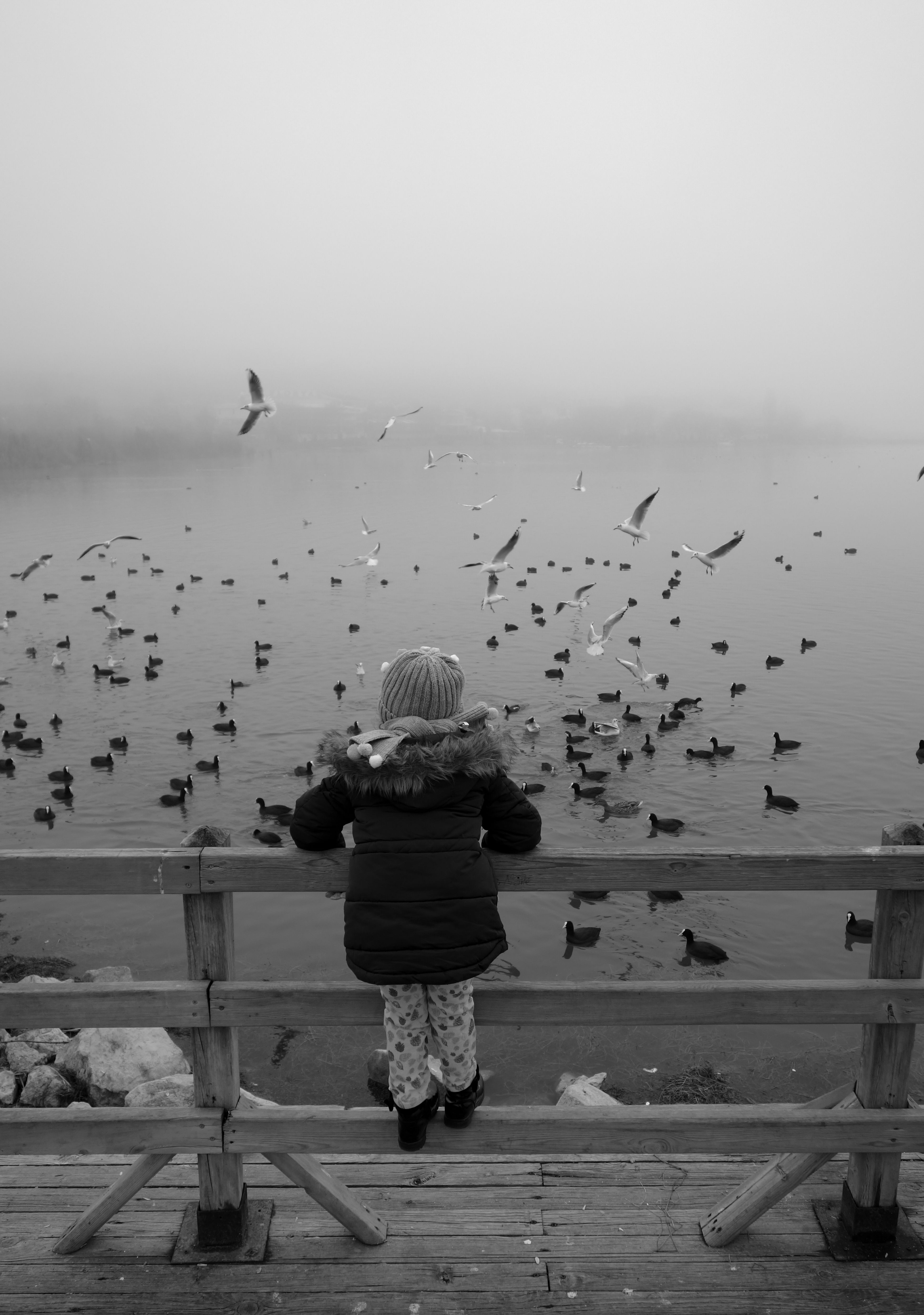 Child in Winter Watching Birds at a Lake · Free Stock Photo