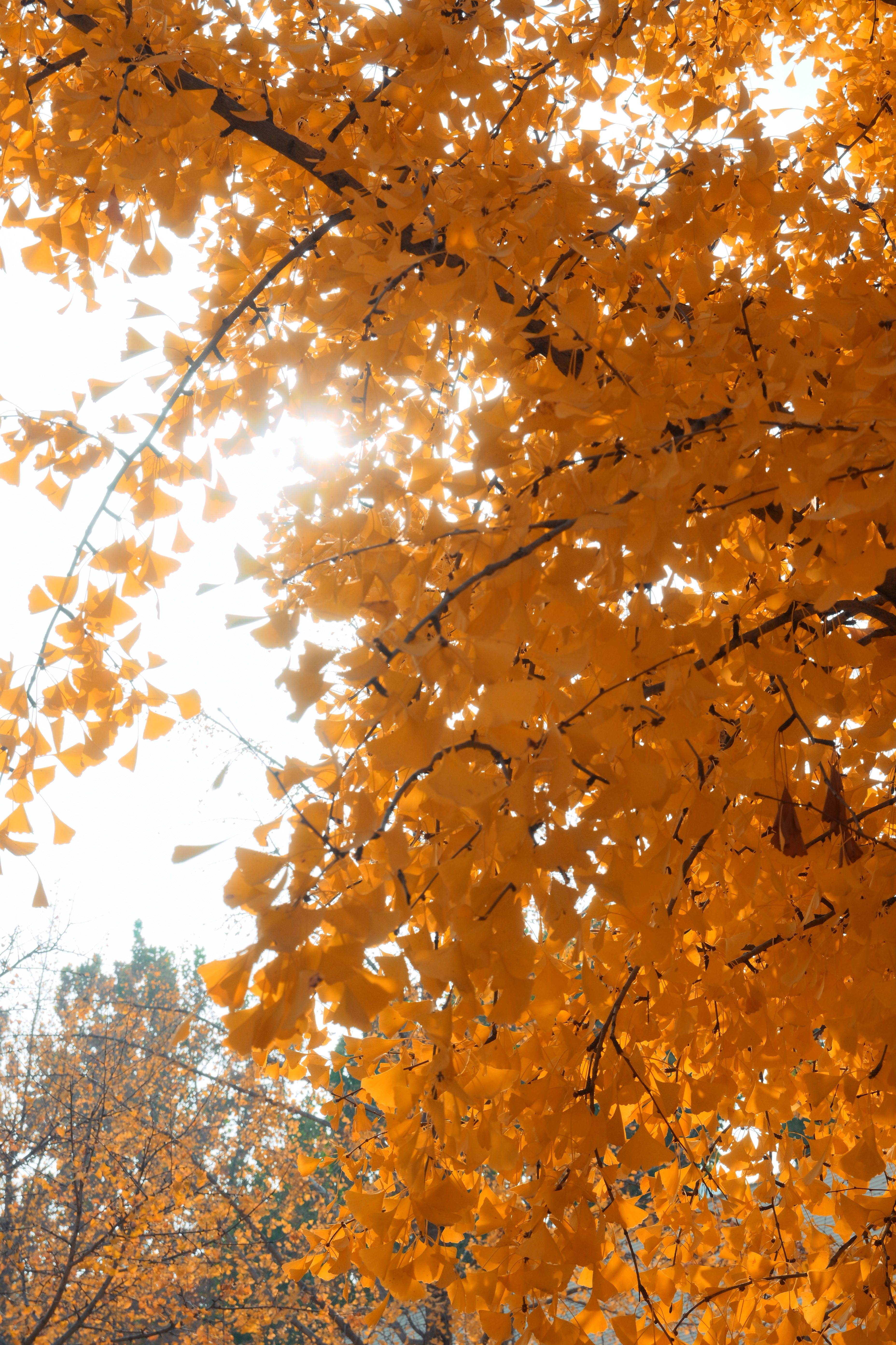Vibrant Autumn Foliage in Sendai, Japan · Free Stock Photo