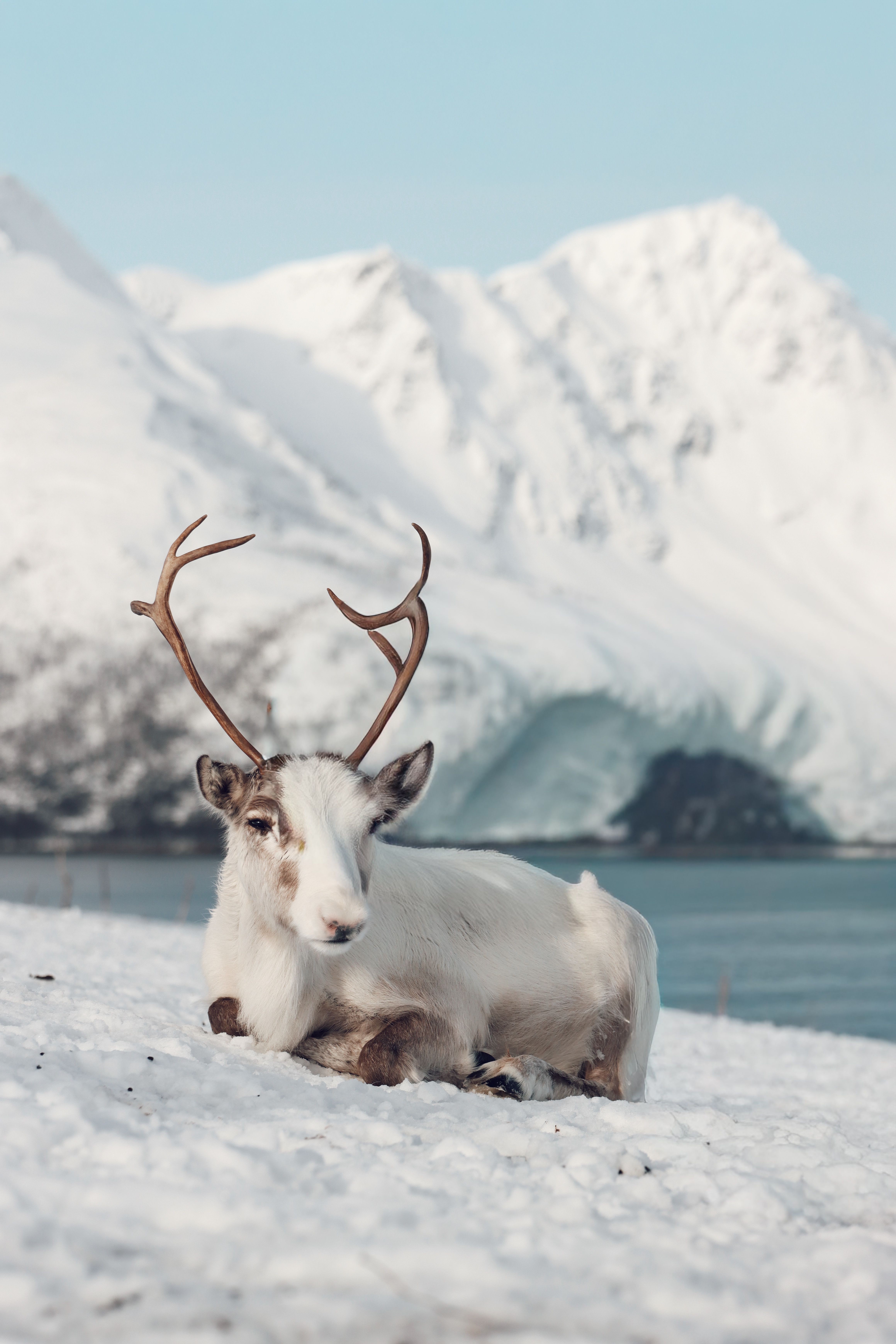 Reindeer Resting in Snowy Tromsø Landscape · Free Stock Photo