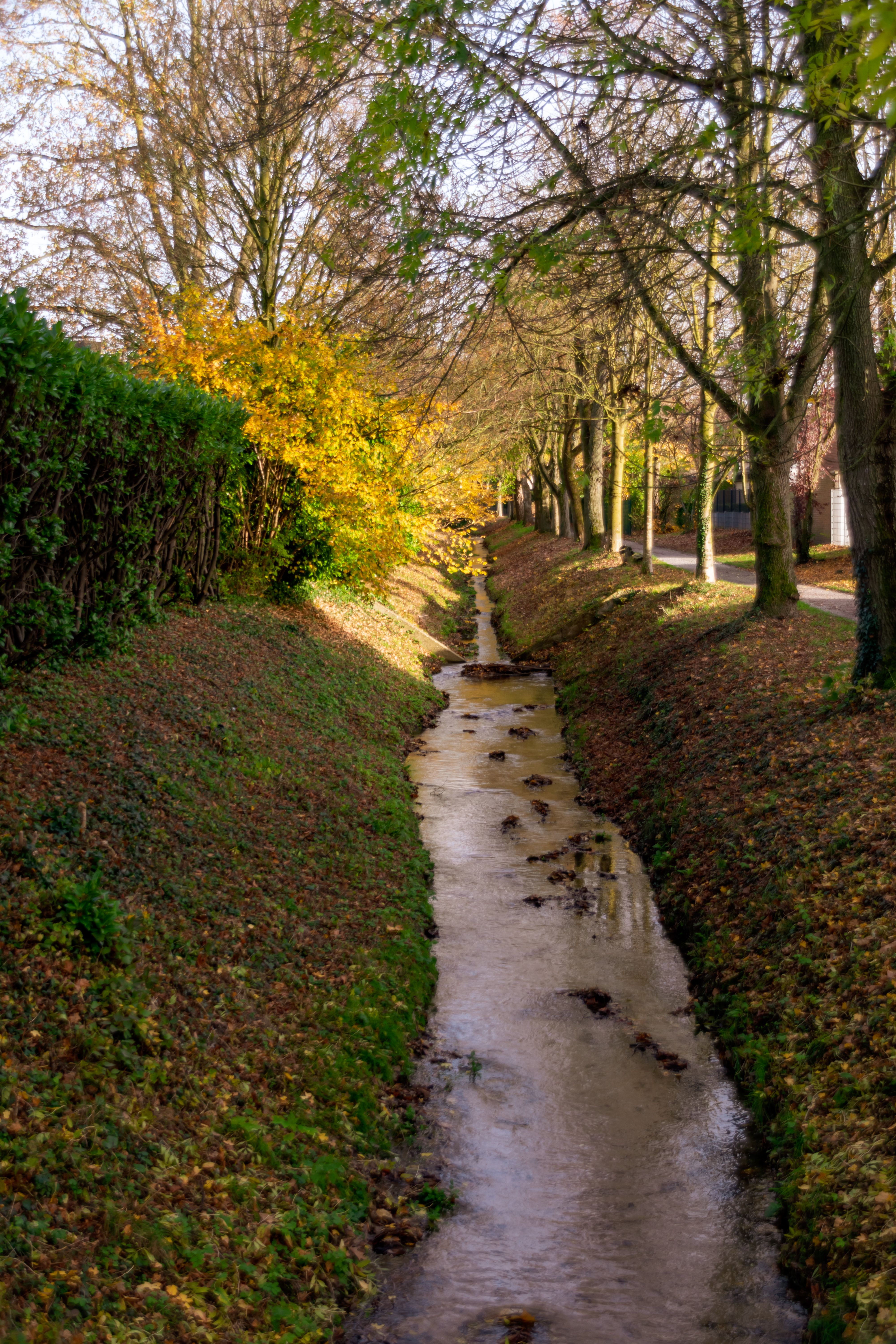 Serene Autumn Stream Surrounded by Trees · Free Stock Photo