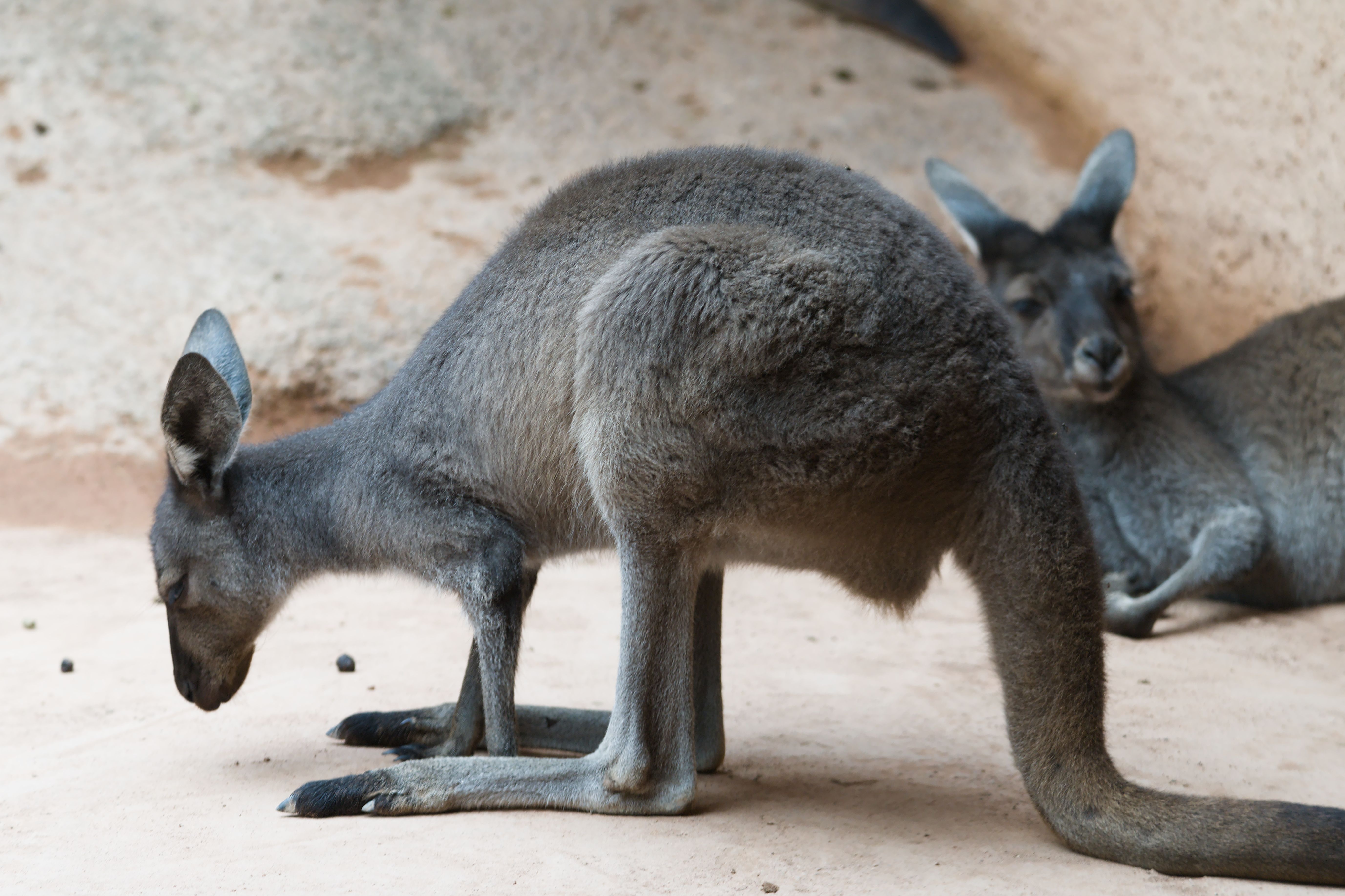 Relaxed Kangaroo Resting in Indoor Zoo Setting · Free Stock Photo