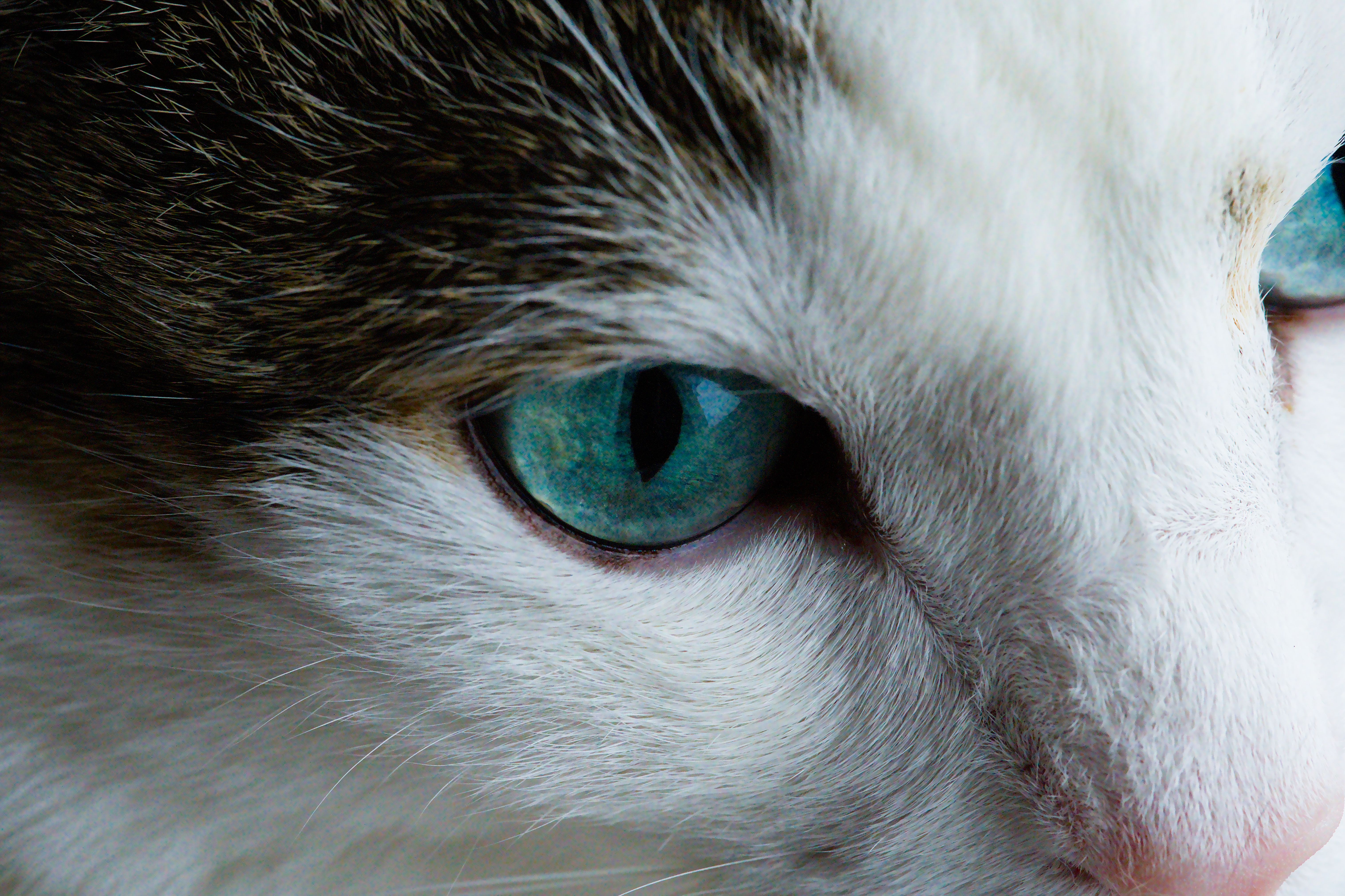 Close-Up of Cat's Bright Blue Eyes · Free Stock Photo