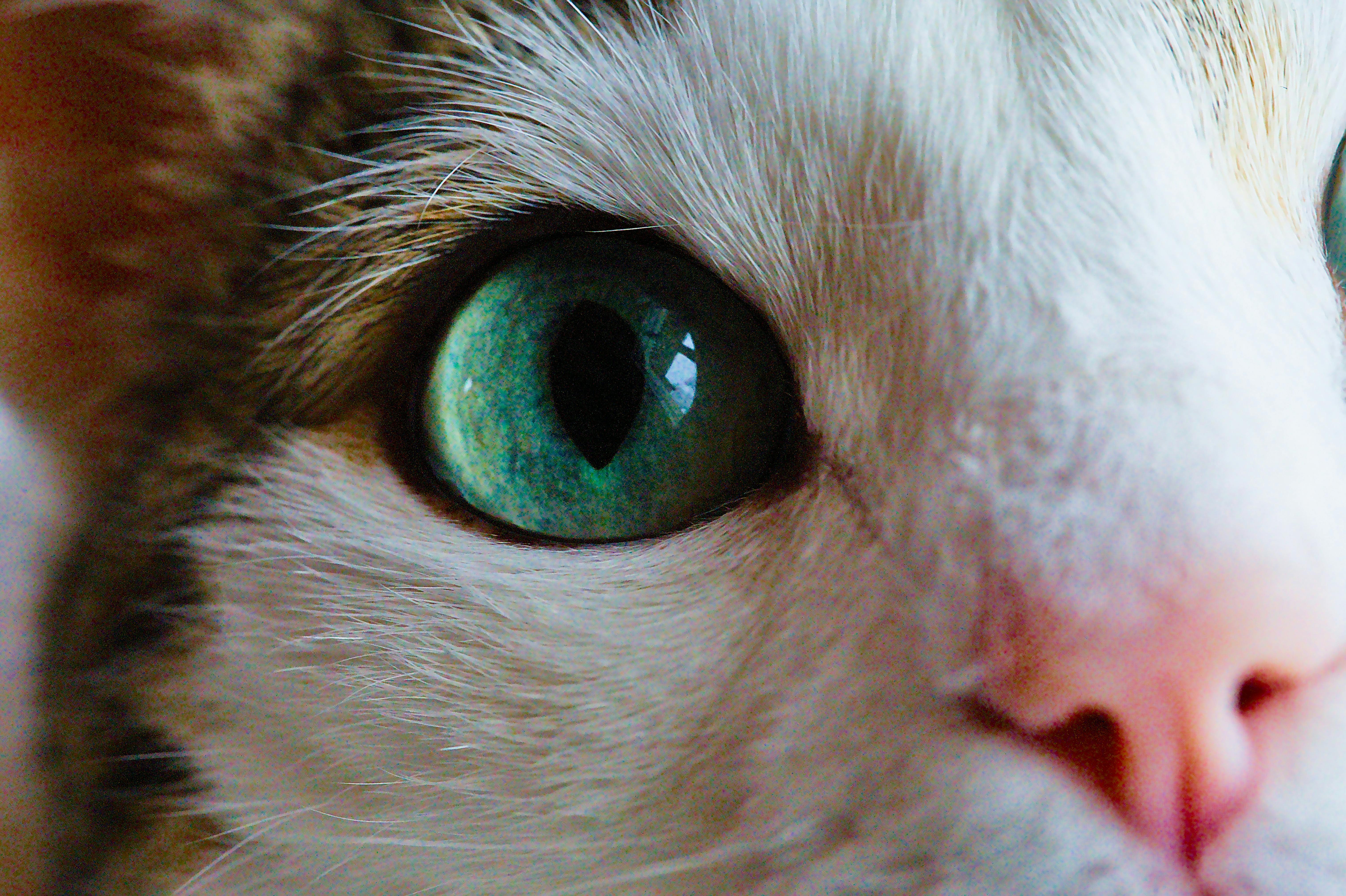 Close-Up of Cat's Eye with Vibrant Colors · Free Stock Photo