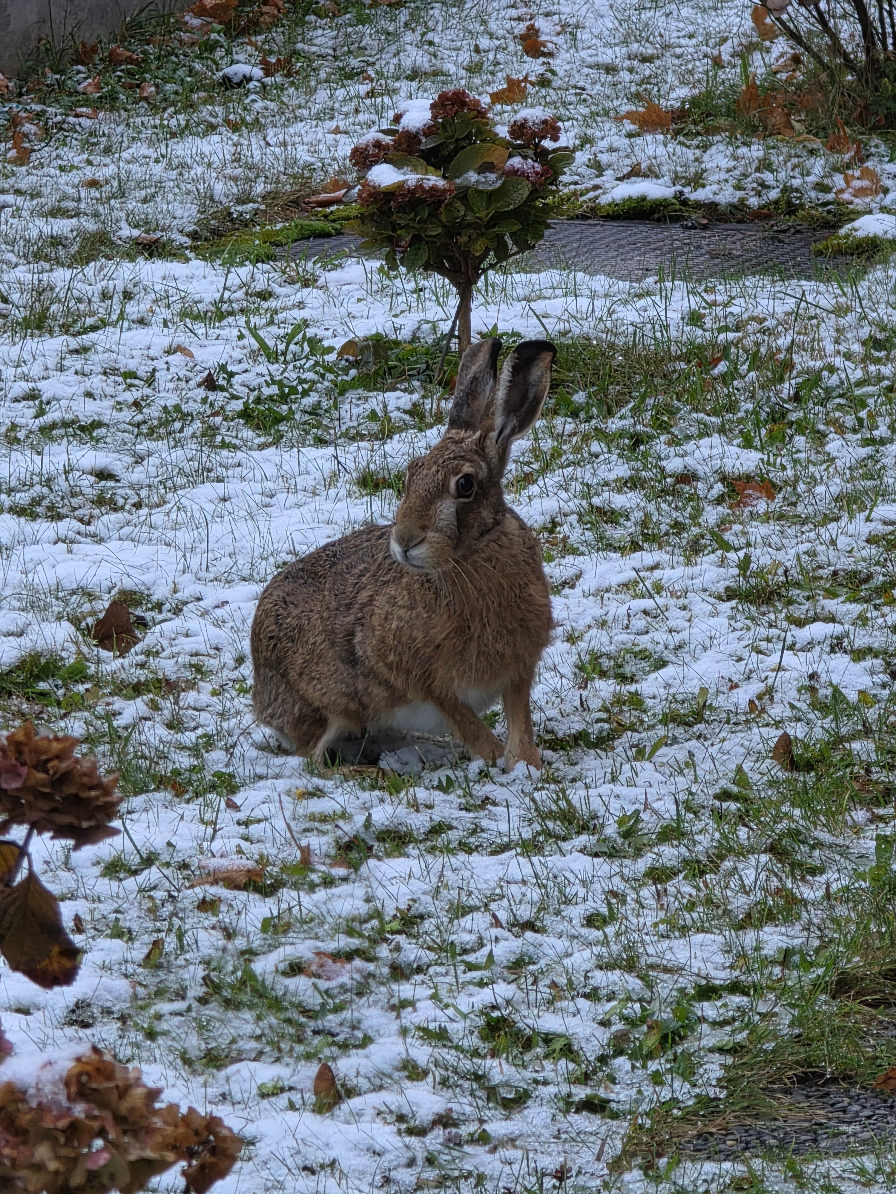 Hare+Screem Photos, Download The BEST Free Hare+Screem Stock Photos ...