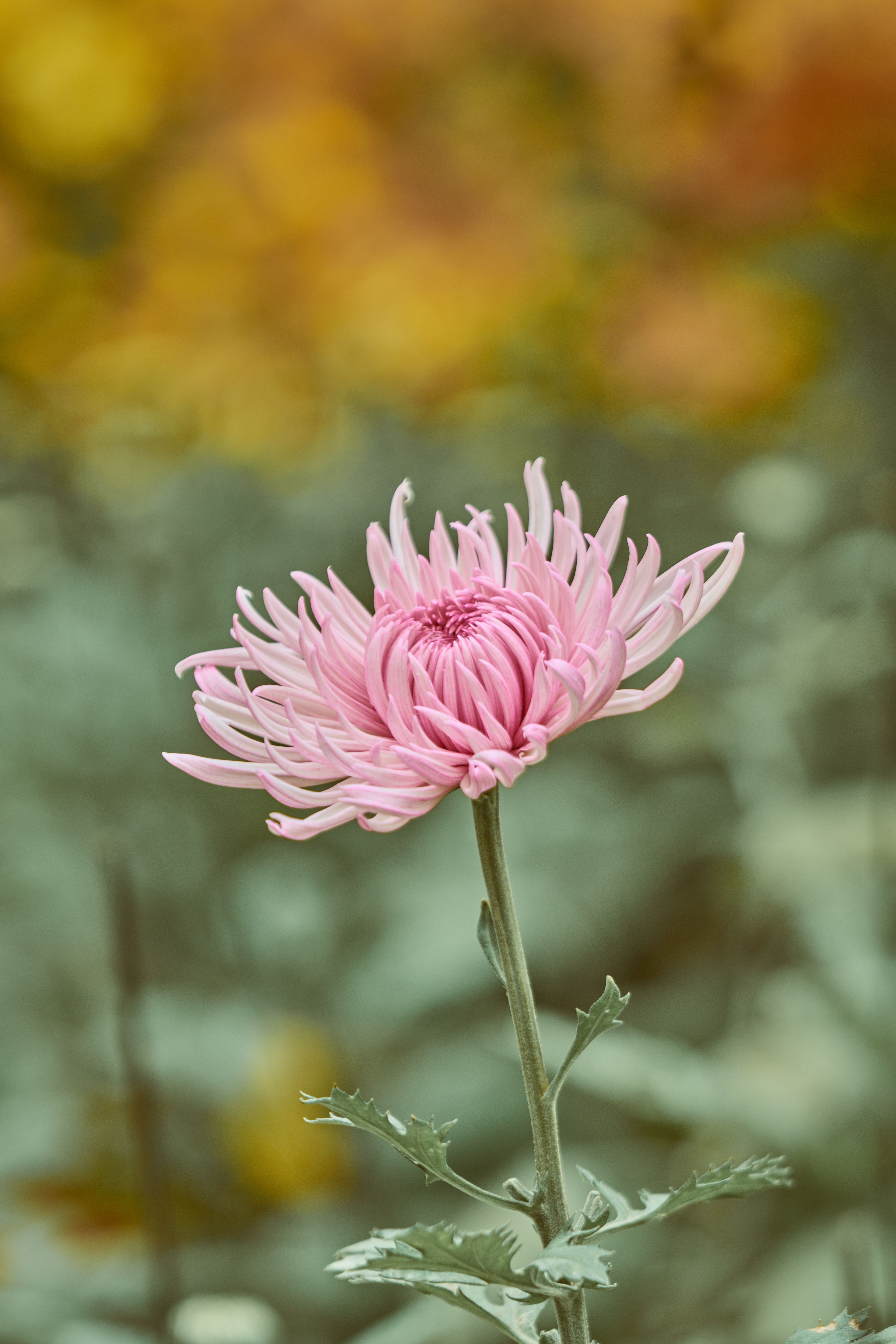 Pink Chrysanthemum Blossom in Spring Garden · Free Stock Photo