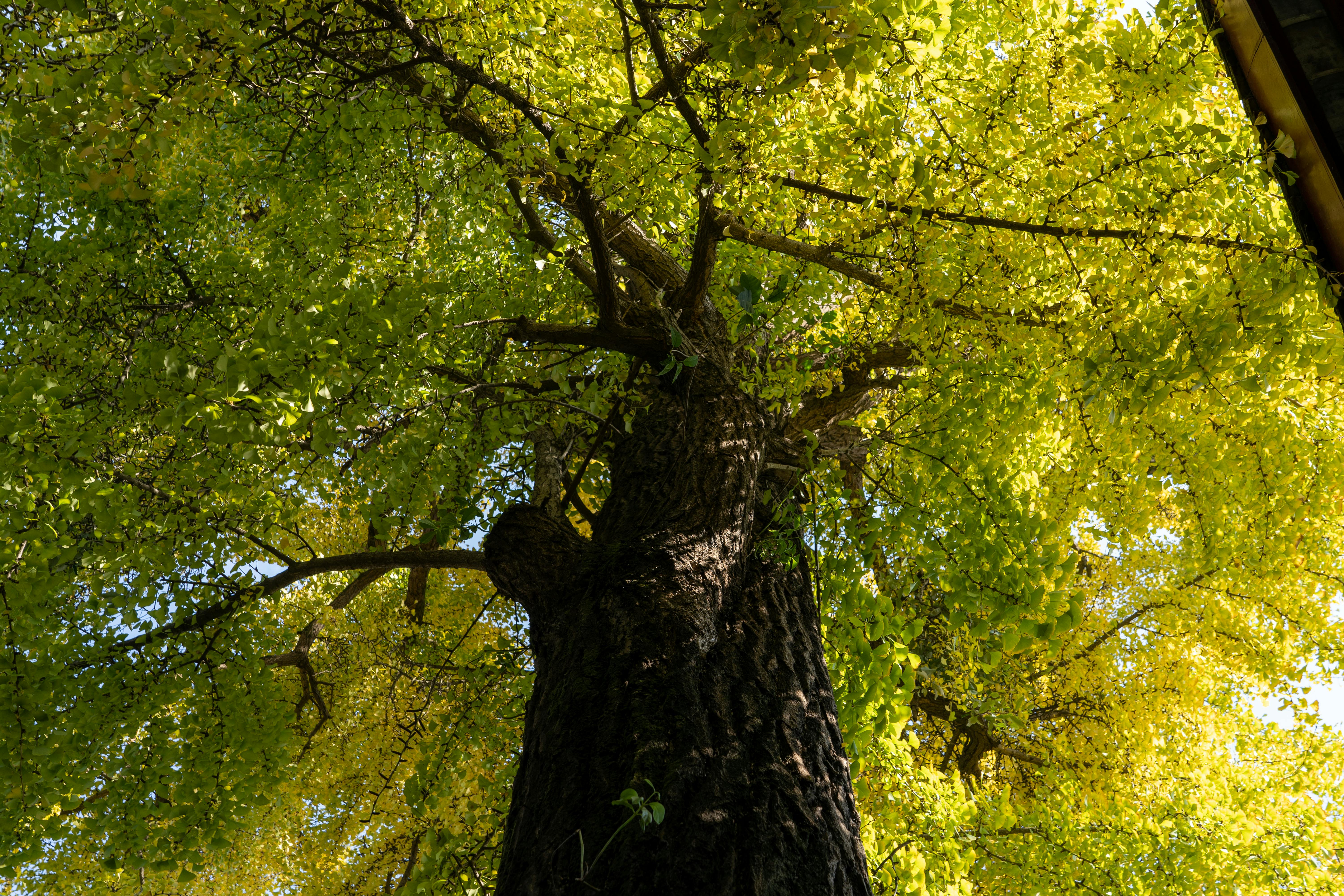 有关autumn, botany, bright, canopy, fall, forest, ginkgo, golden, green ...