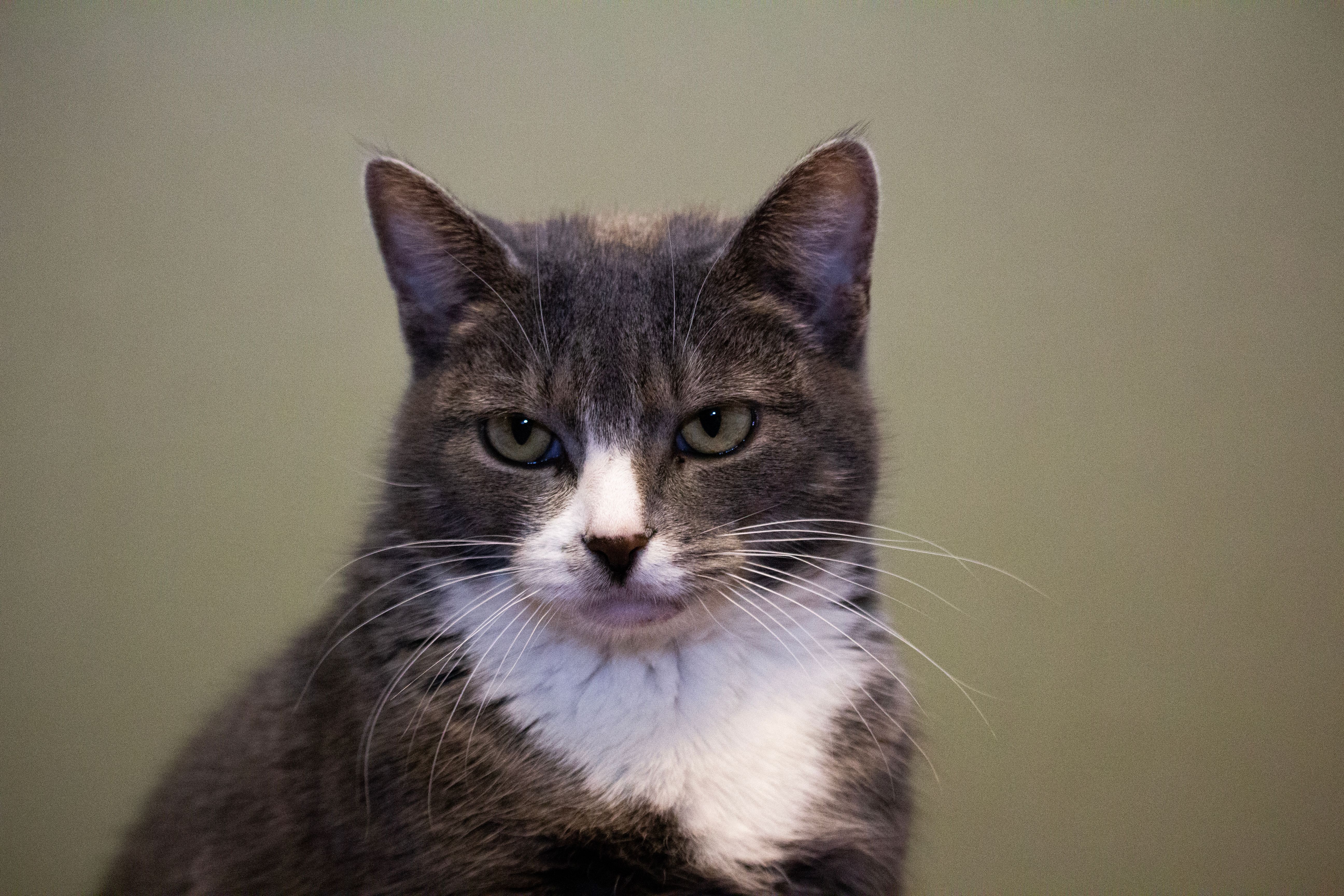 Close-Up Portrait of a Grey Domestic Cat · Free Stock Photo