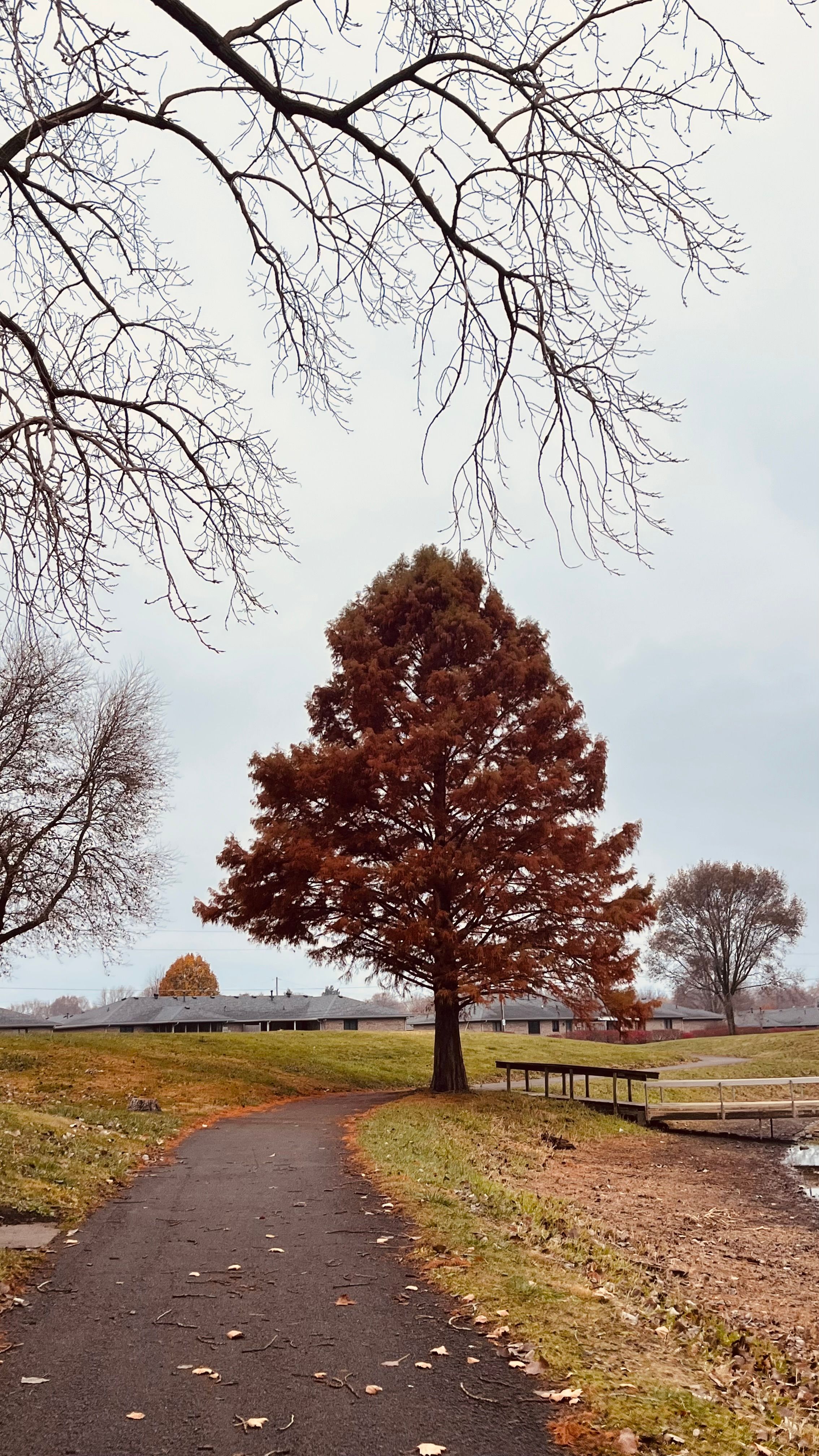 Scenic Autumn Pathway with Lone Tree in Park · Free Stock Photo