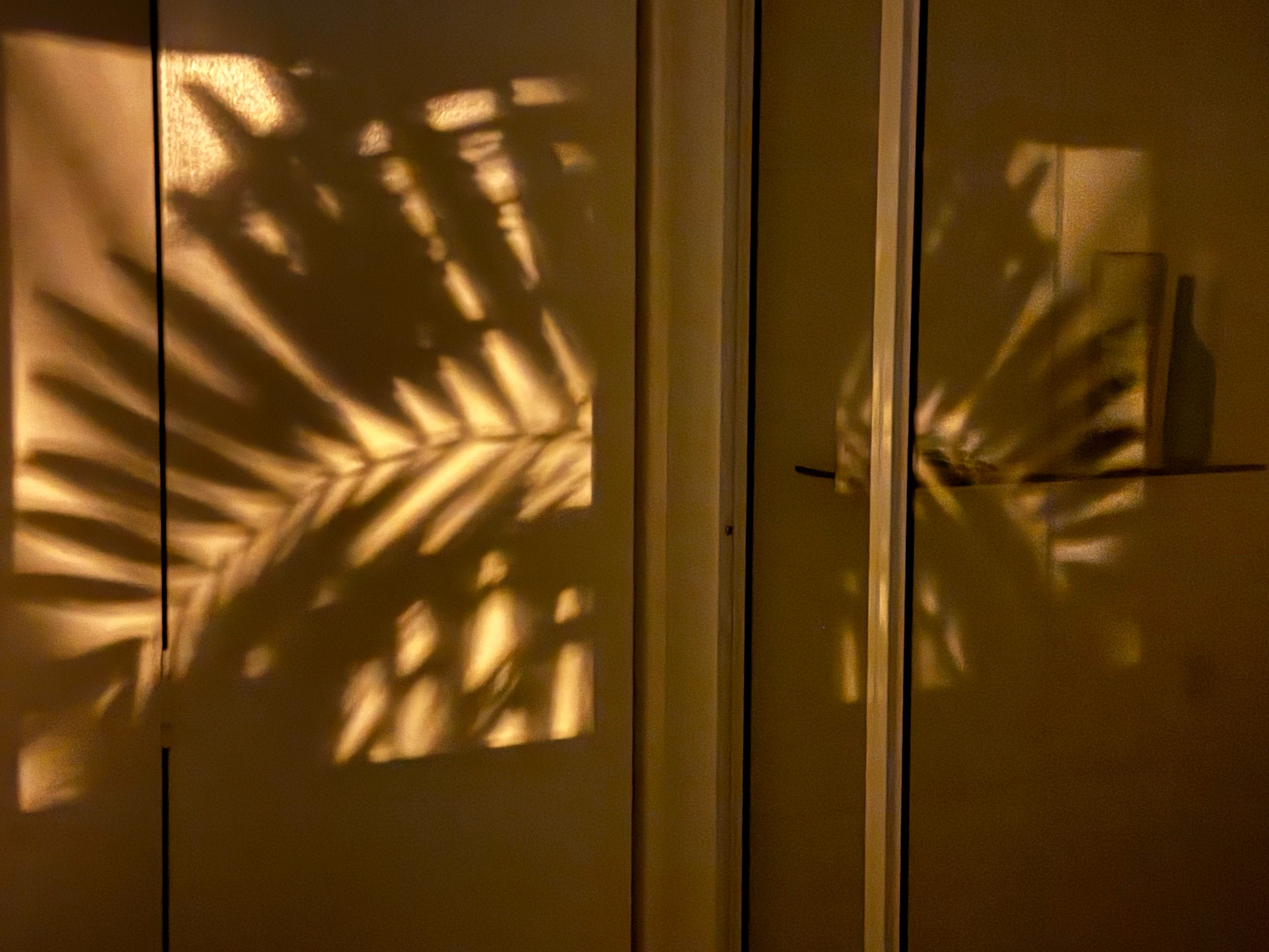 Mysterious Palm Leaf Shadows on Indoor Wall · Free Stock Photo