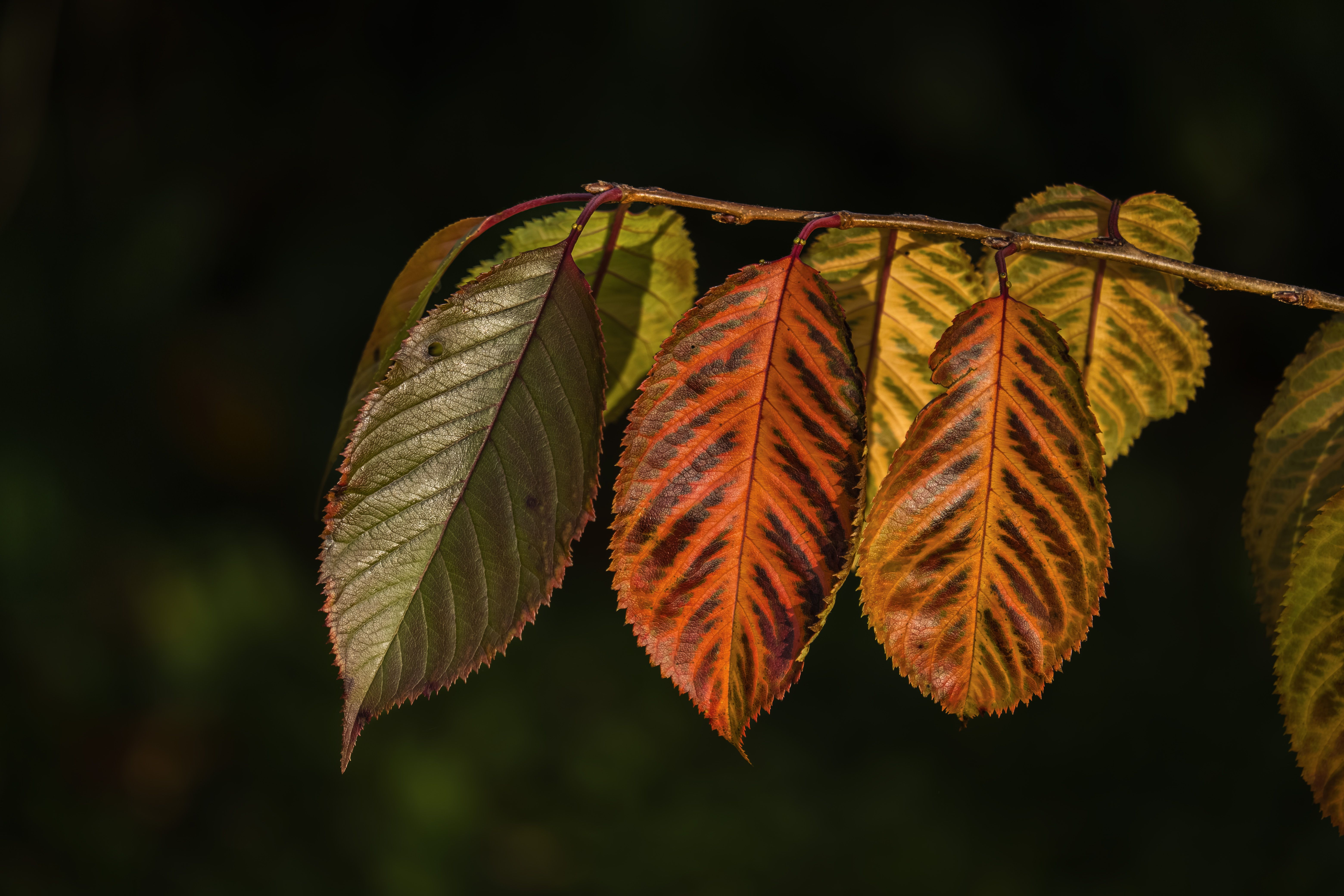 Vibrant Autumn Leaves on a Branch · Free Stock Photo