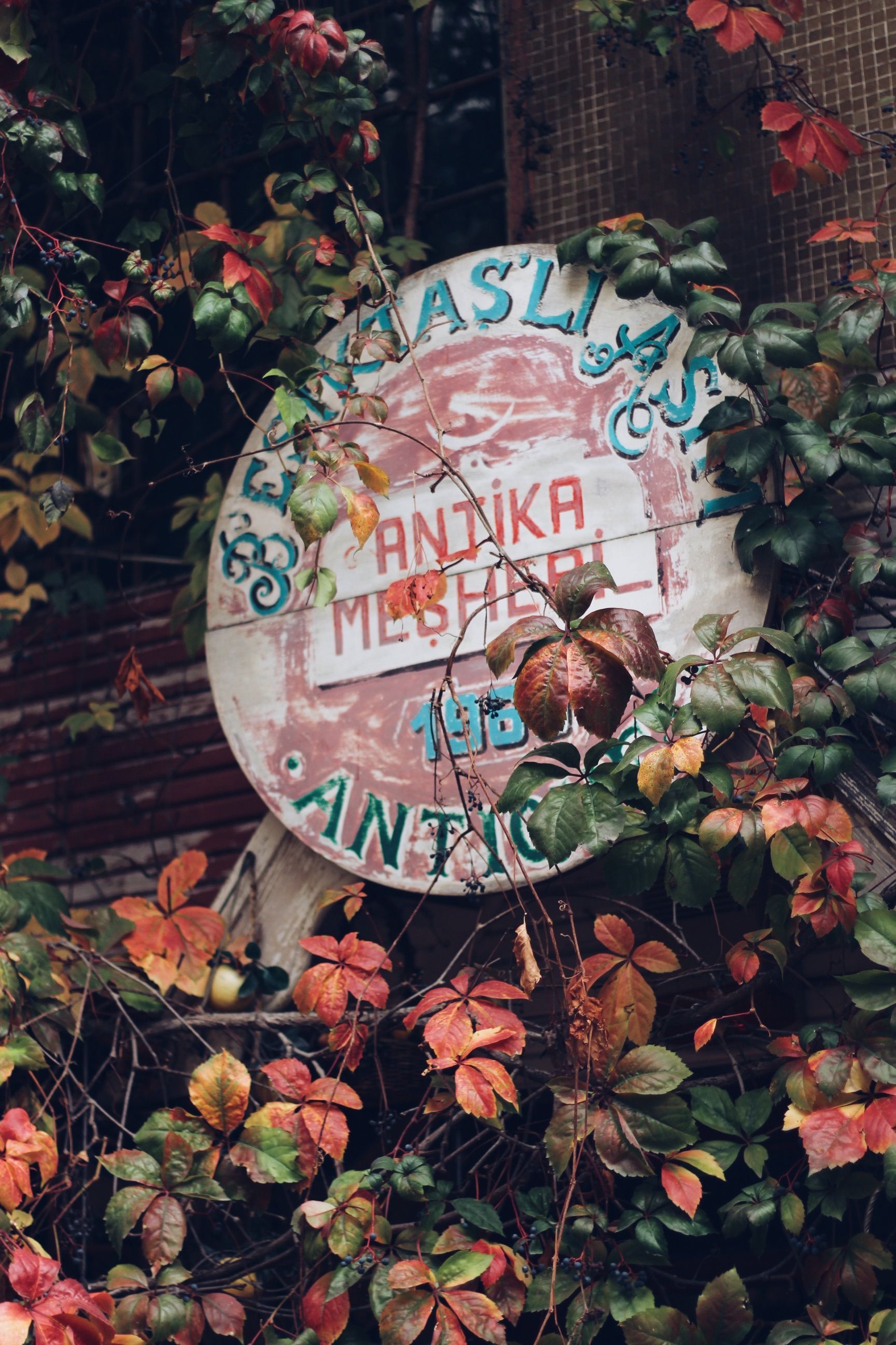 Rustic Antique Store Sign Covered in Autumn Leaves · Free Stock Photo