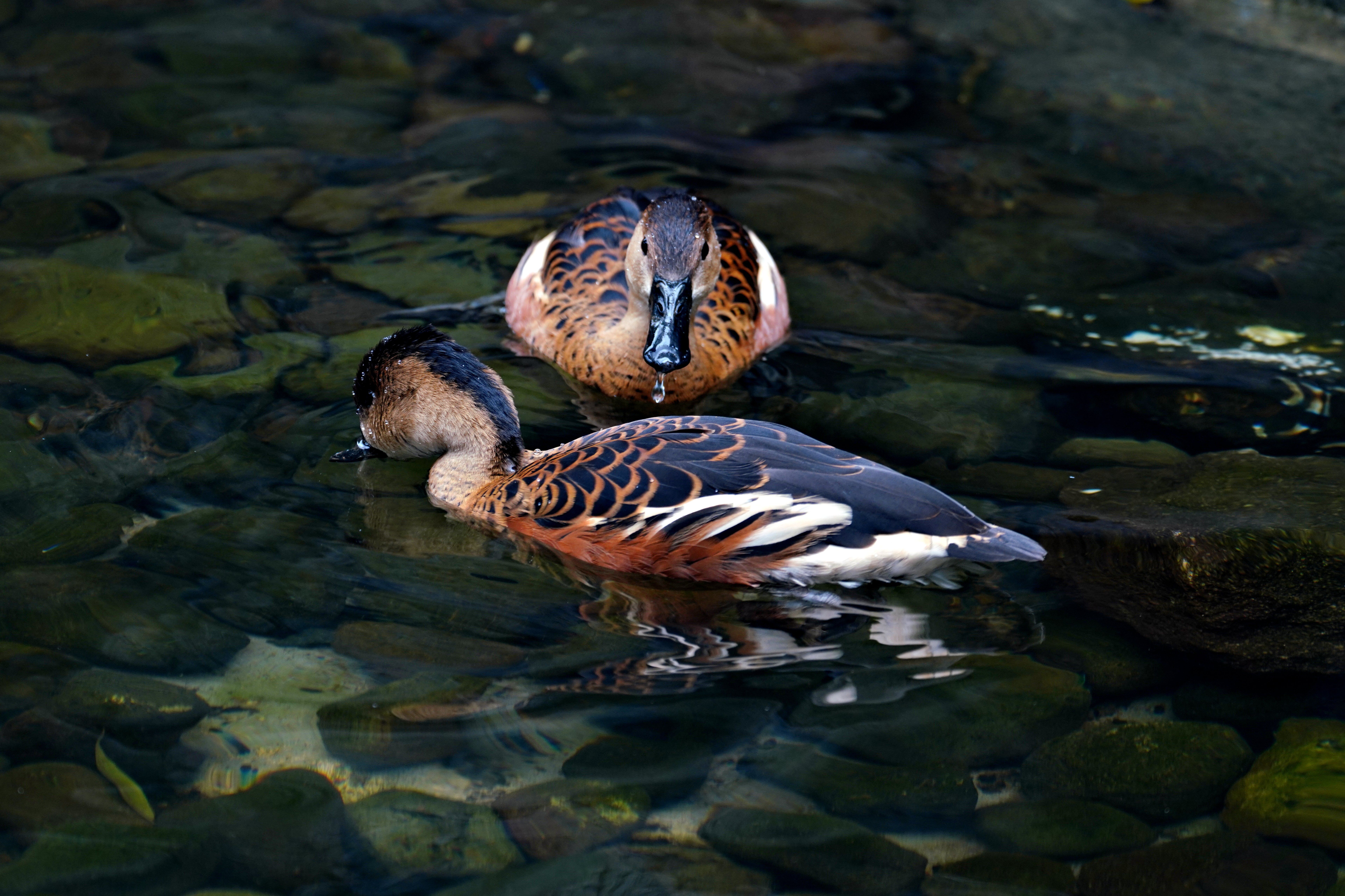 Two Ducks Swimming in a Clear Rocky Stream · Free Stock Photo