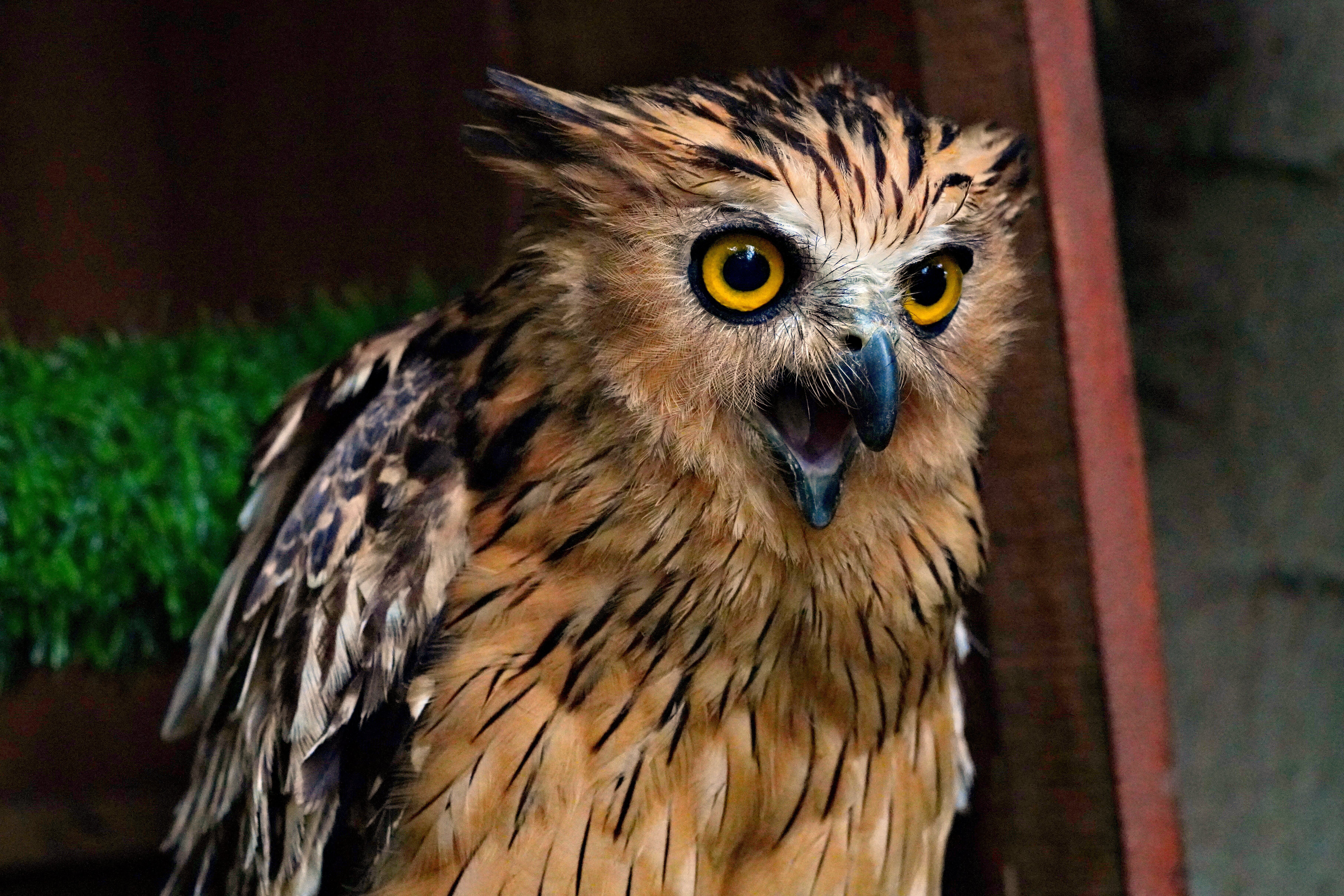Close-up of a Vibrant Buffy Fish Owl in Captivity · Free Stock Photo
