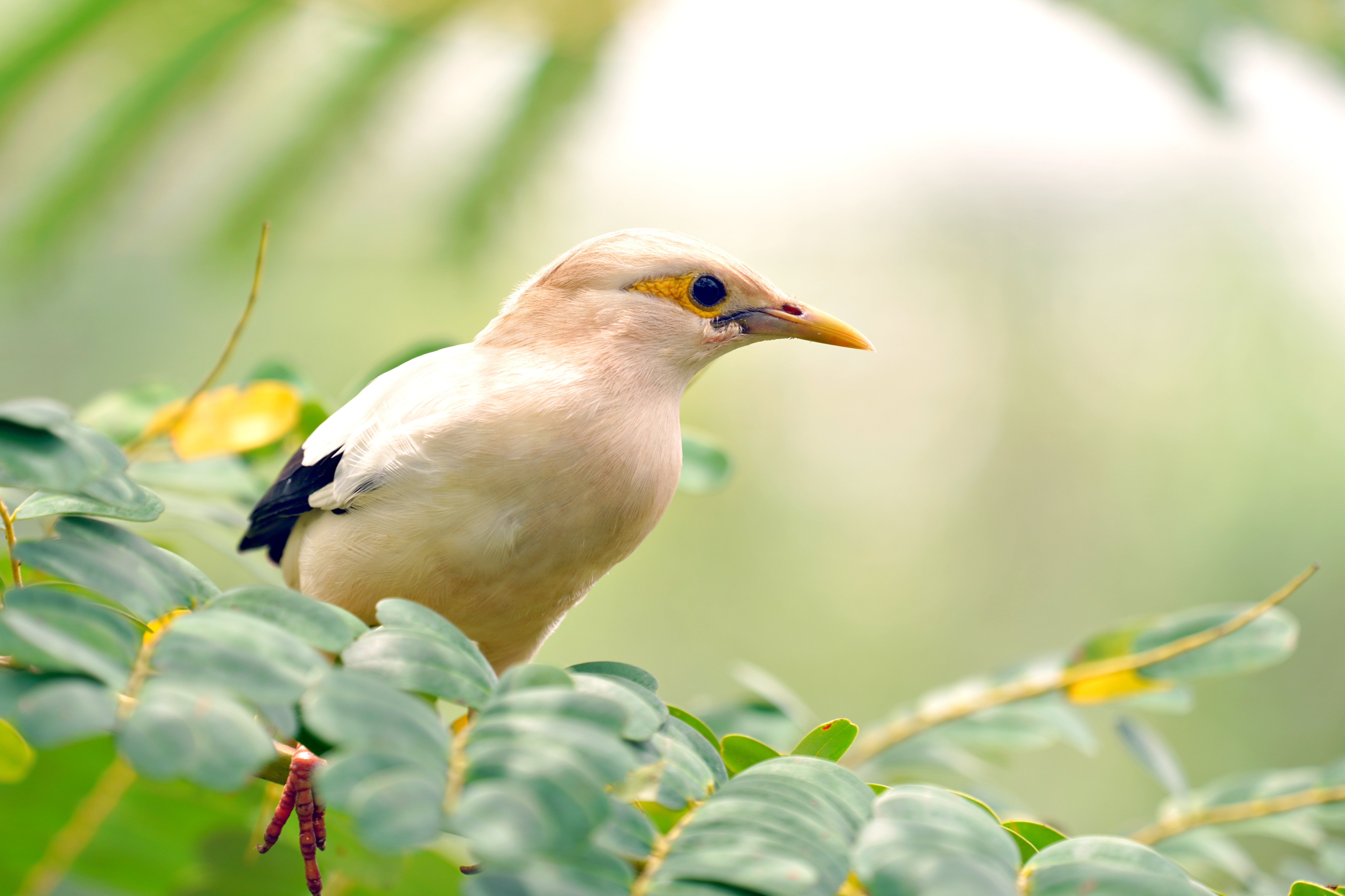 Beautiful Starling Perched on Green Foliage · Free Stock Photo