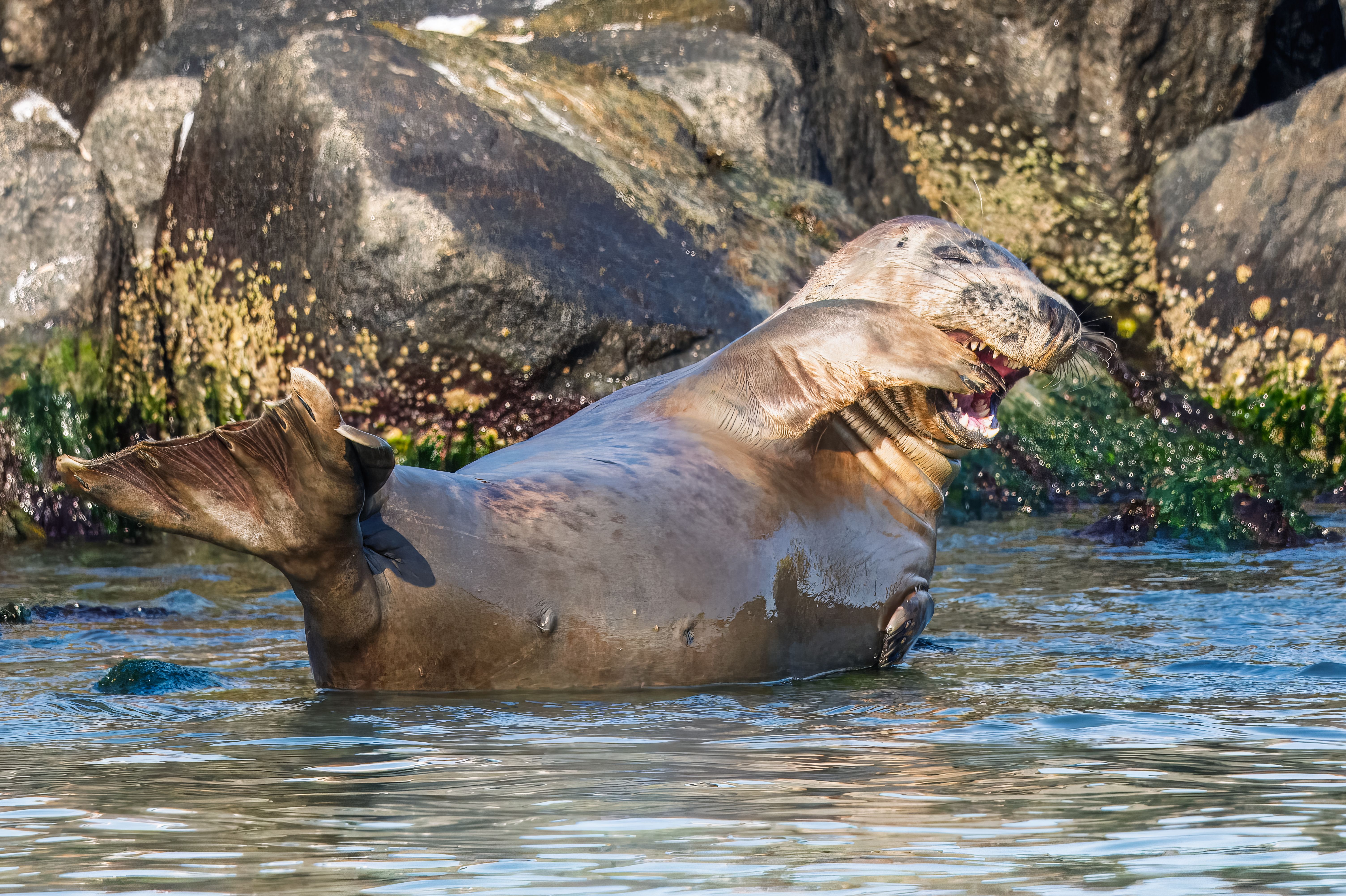 Playful Sea Lion Splashing by Rocky Shoreline · Free Stock Photo