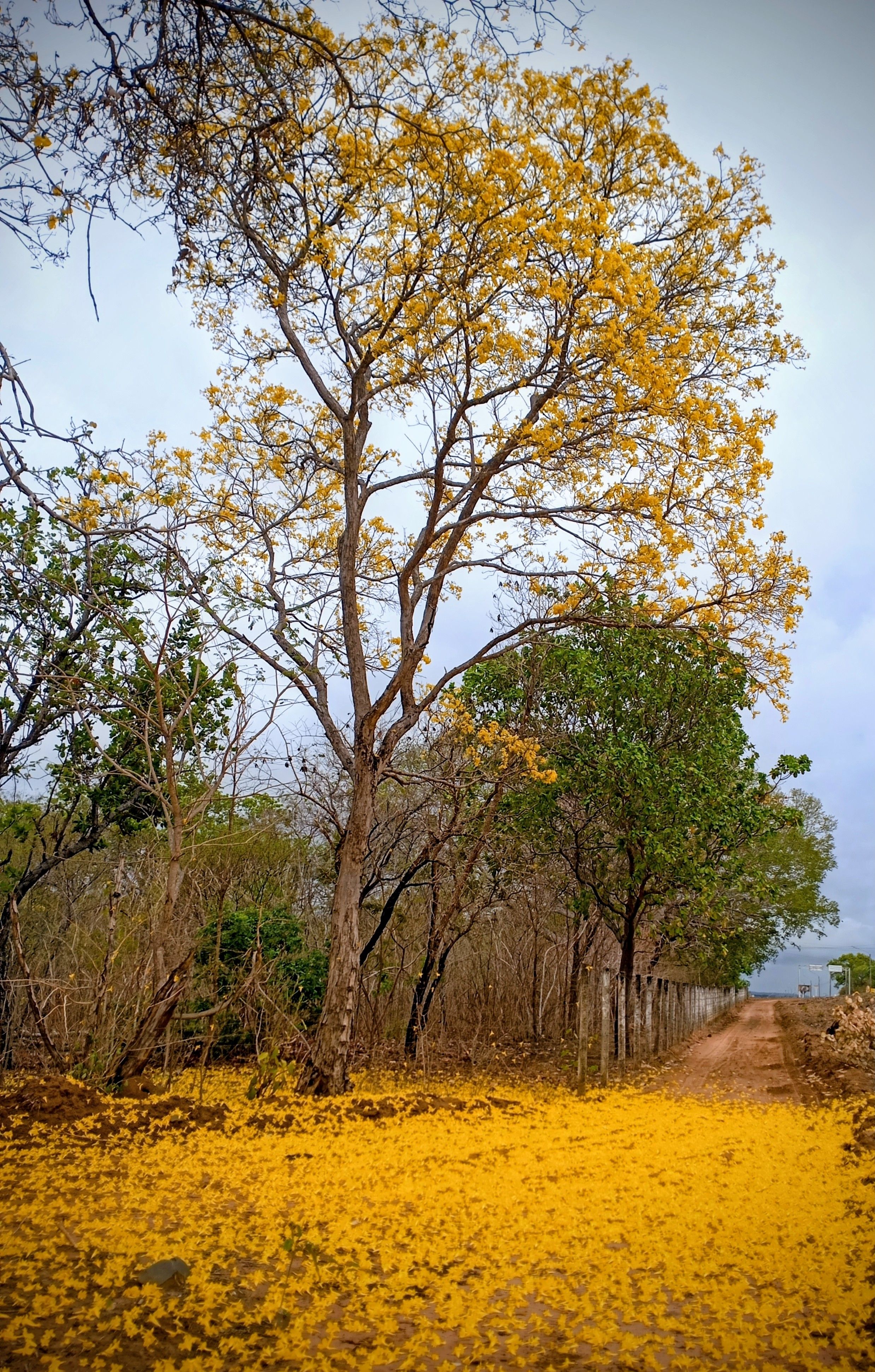 Vibrant Yellow Blossoms on Rural Pathway · Free Stock Photo