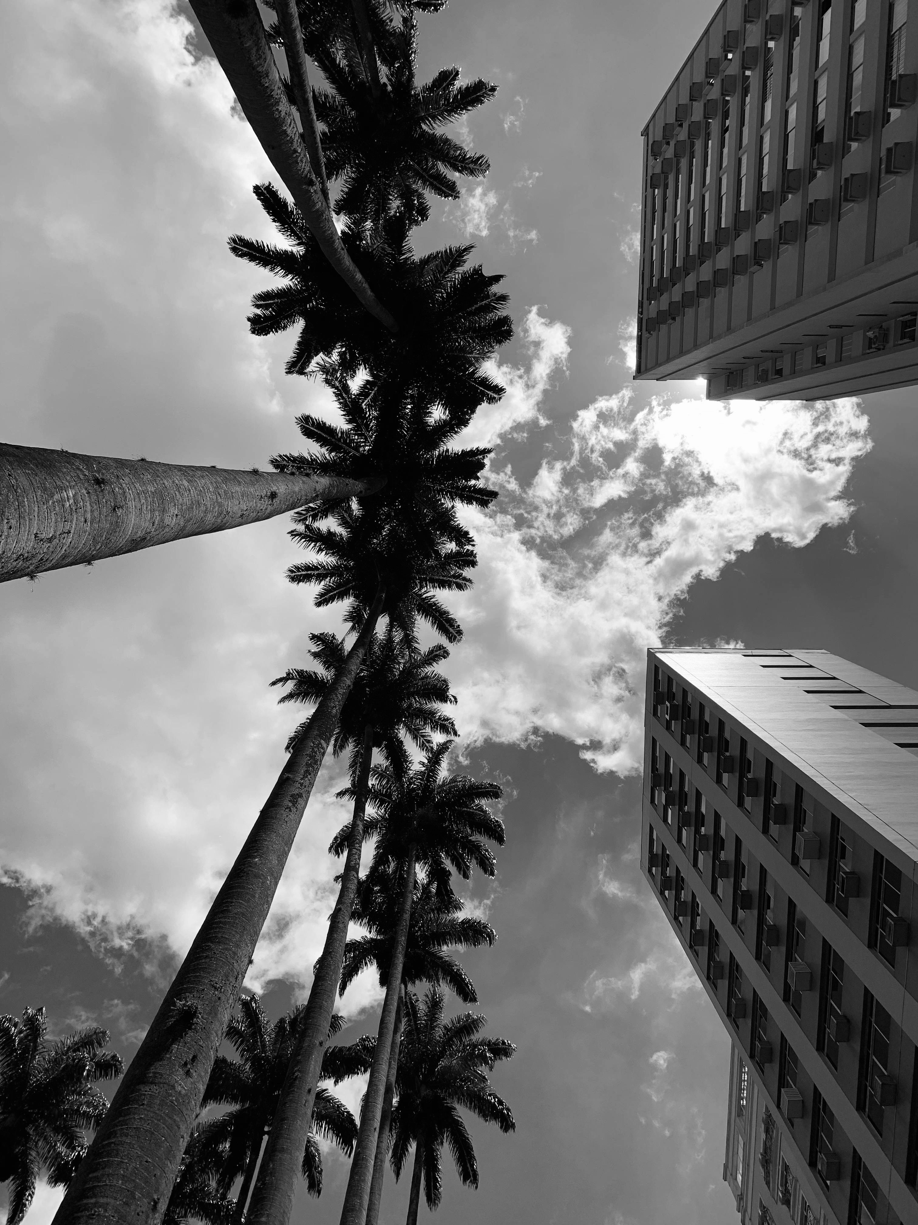 Dramatic Urban Skyscraper and Palm Trees Skyline · Free Stock Photo