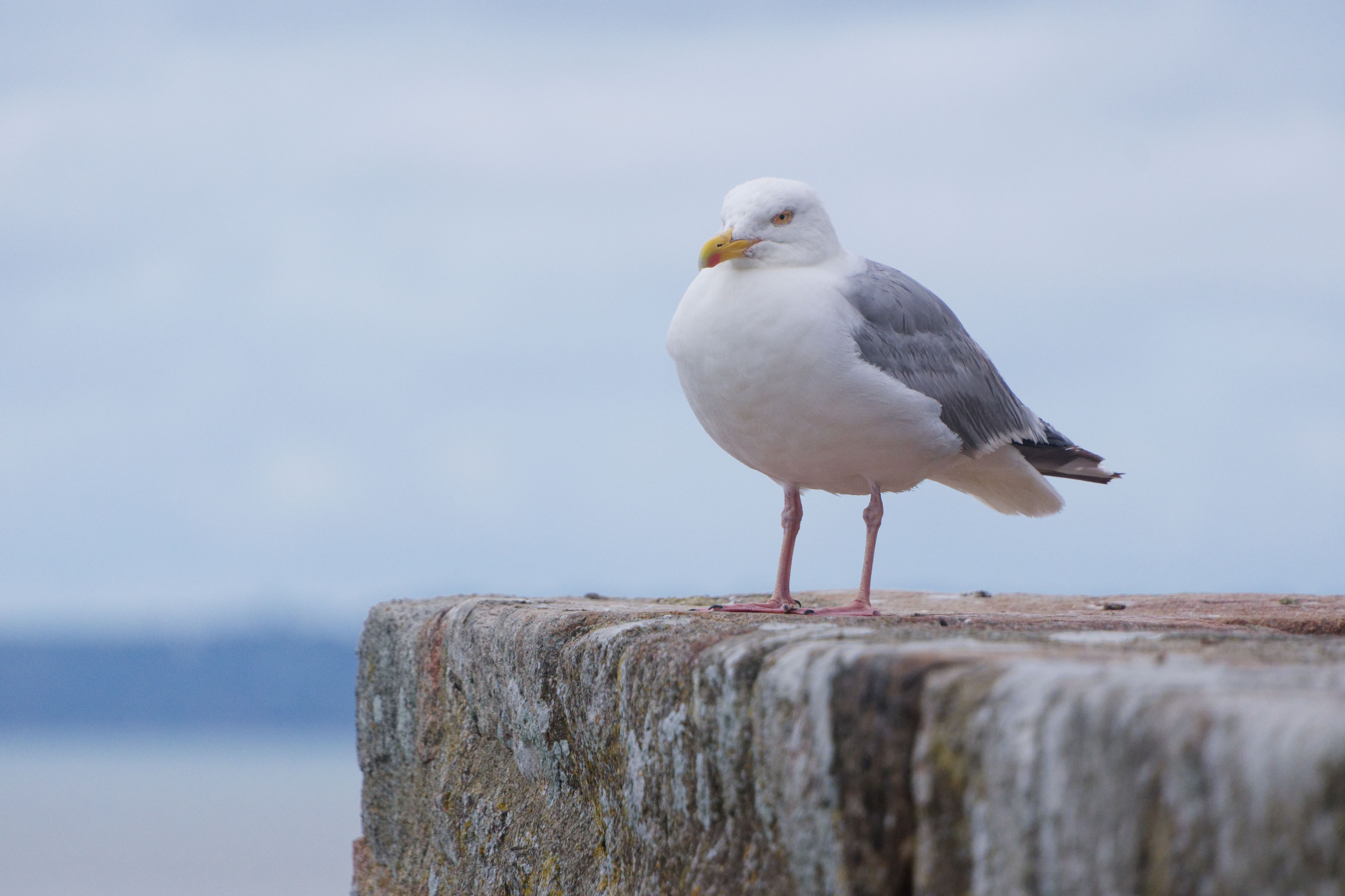 Seagull Perched on Coastal Wall · Free Stock Photo