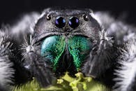 More 220 Spider Synonyms. Similar words for Spider.