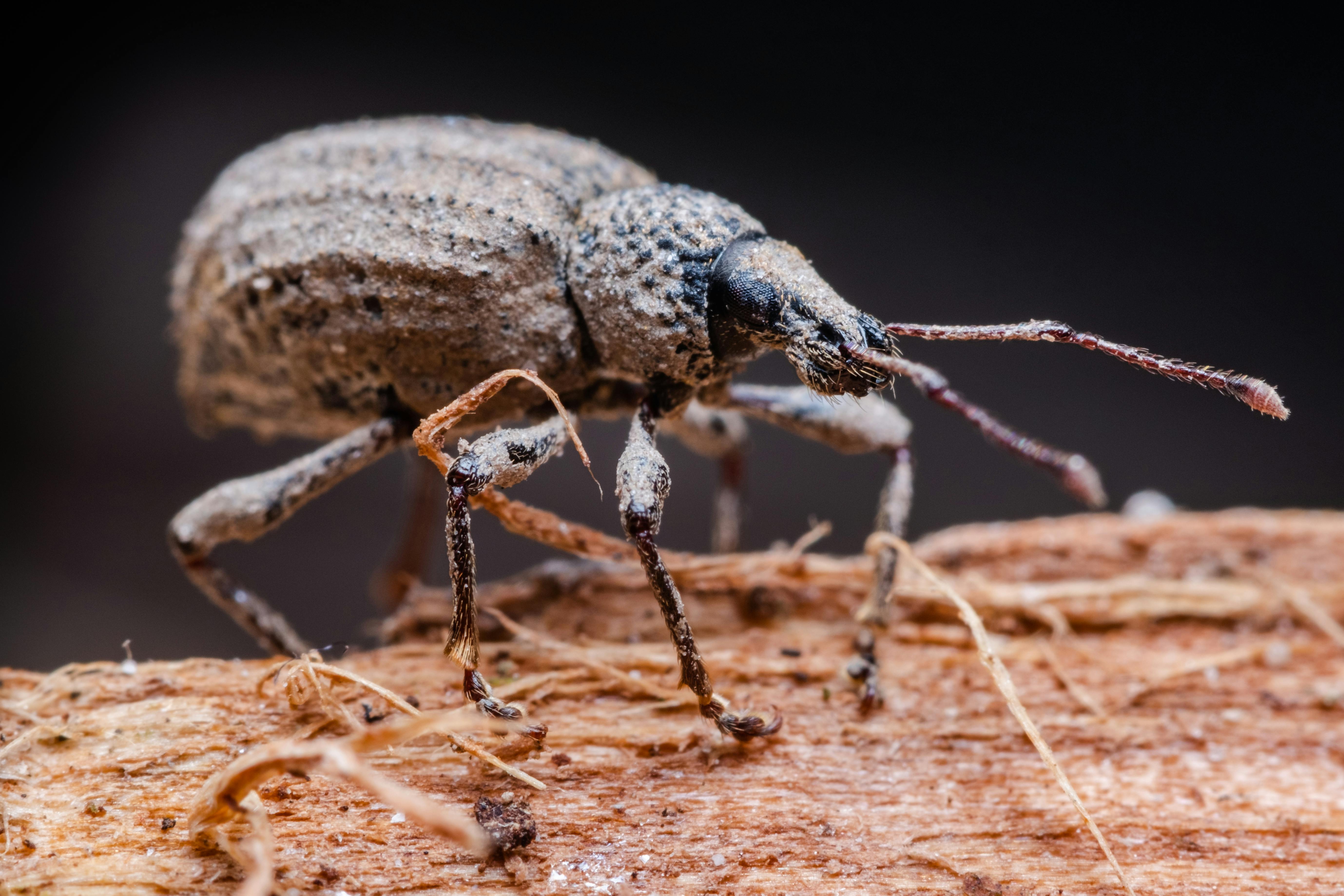 Insecto marrón de varias patas · Foto de Stock Gratis