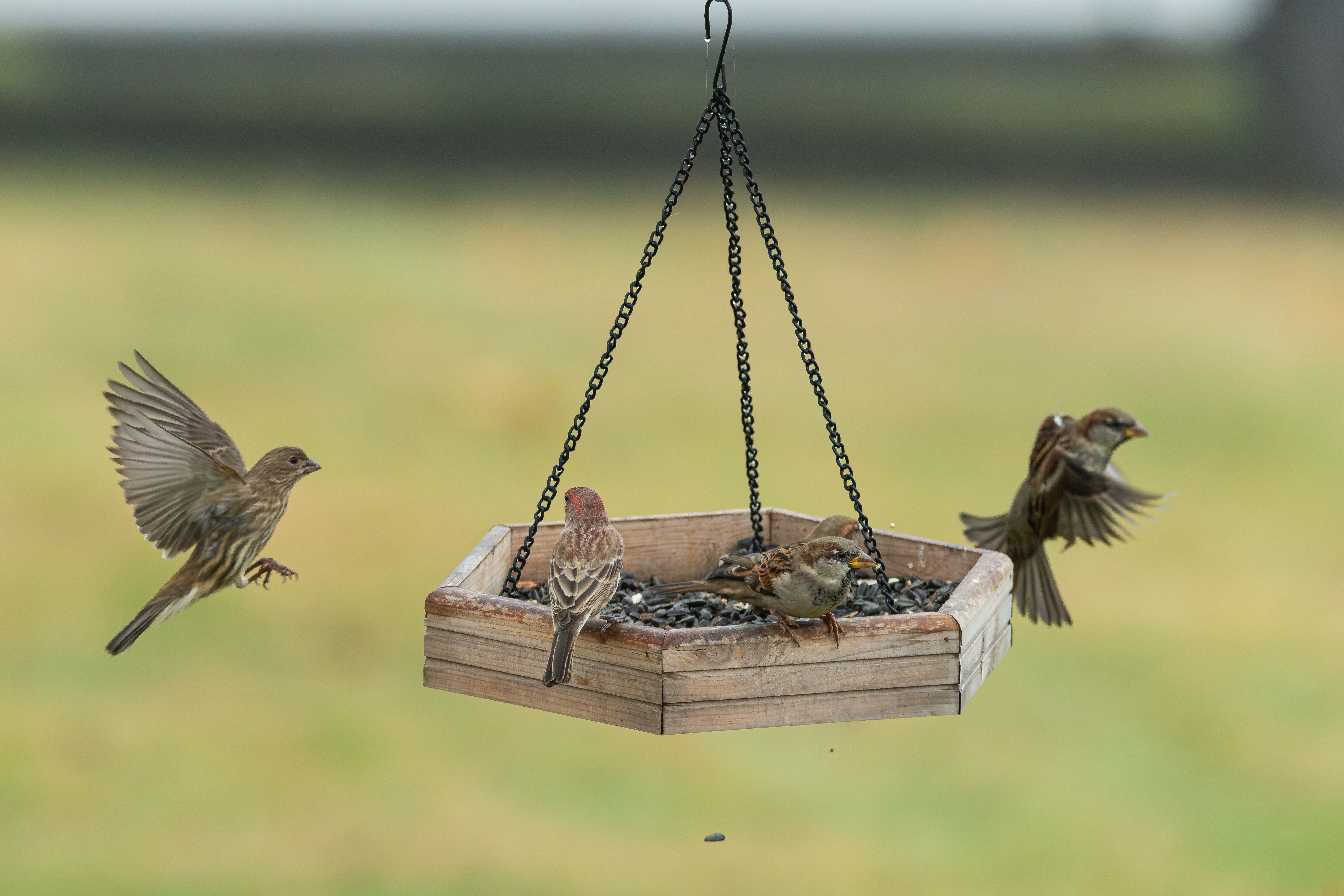 Sparrows Feeding at a Hanging Bird Feeder · Free Stock Photo
