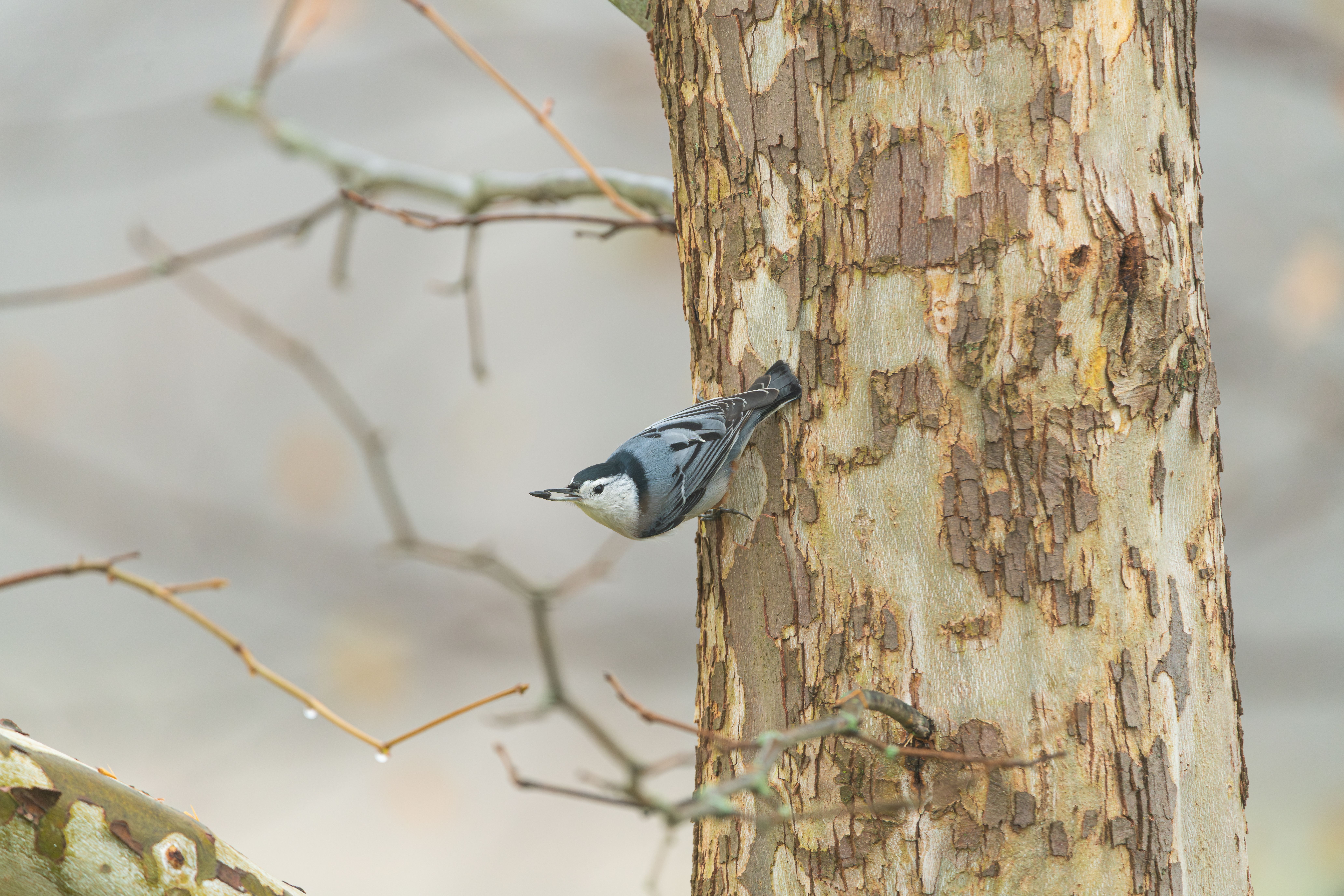 White-breasted Nuthatch on a Tree Trunk · Free Stock Photo