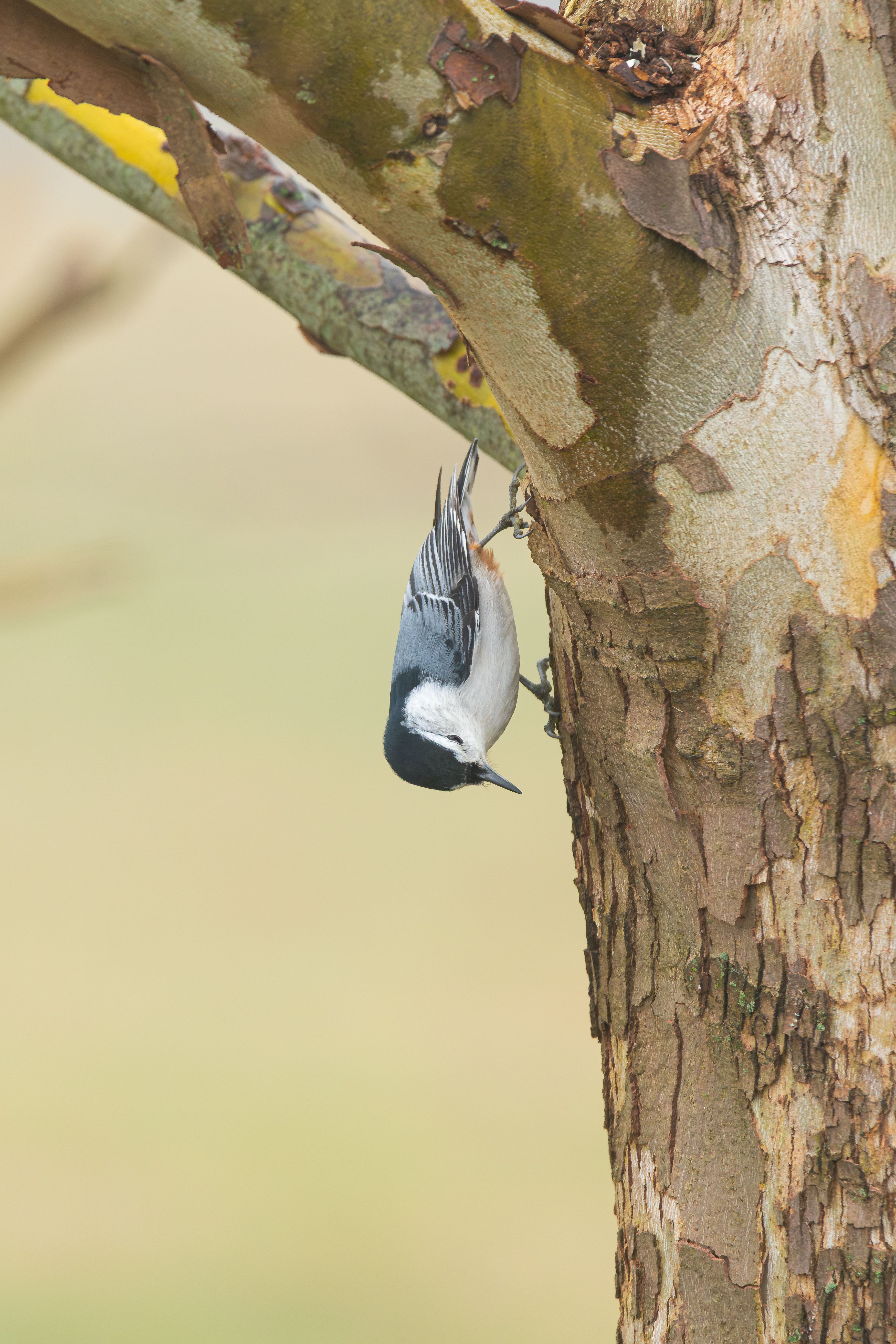 White-Breasted Nuthatch on Tree Trunk · Free Stock Photo