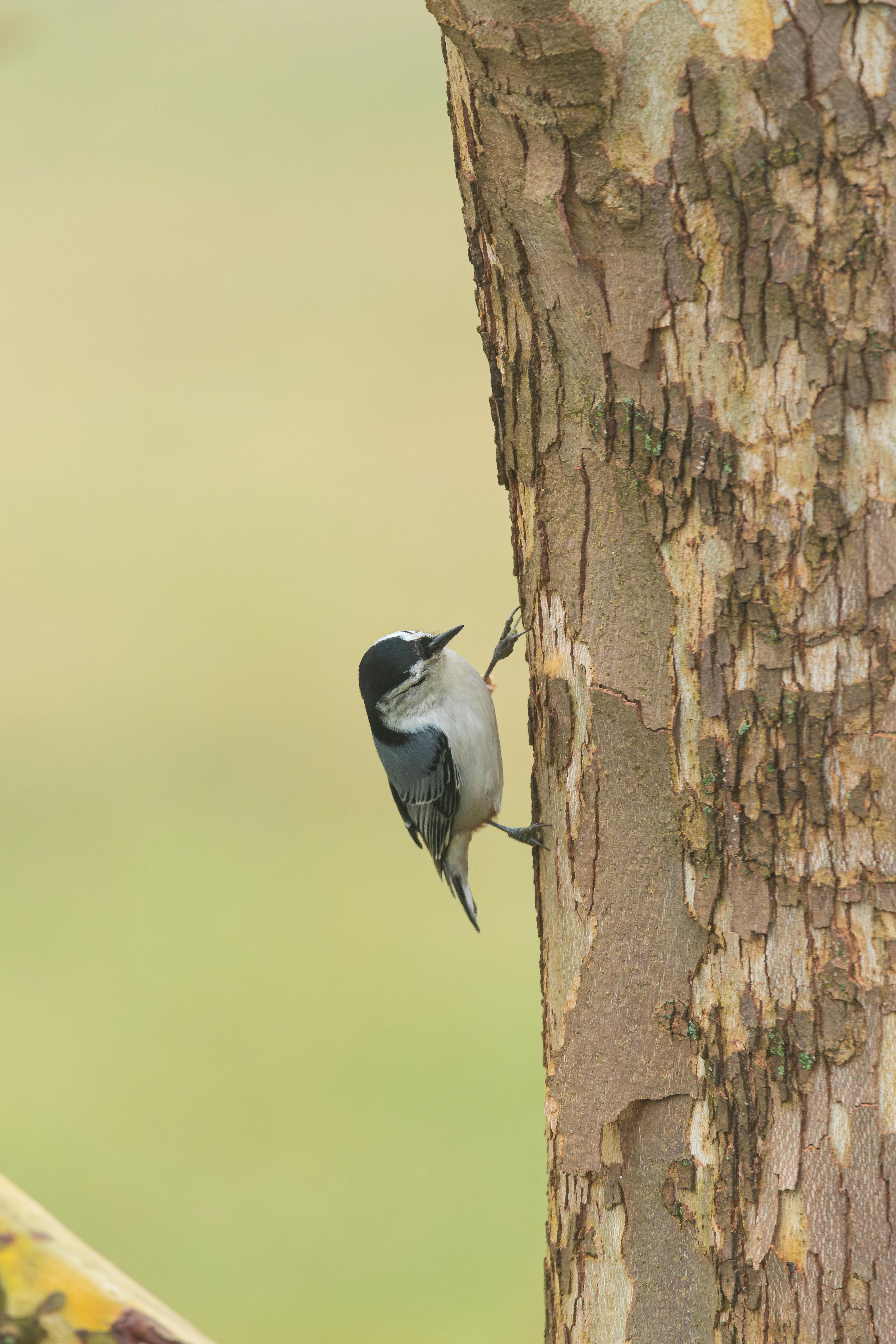 Black-capped Chickadee on Tree Trunk in Spring · Free Stock Photo