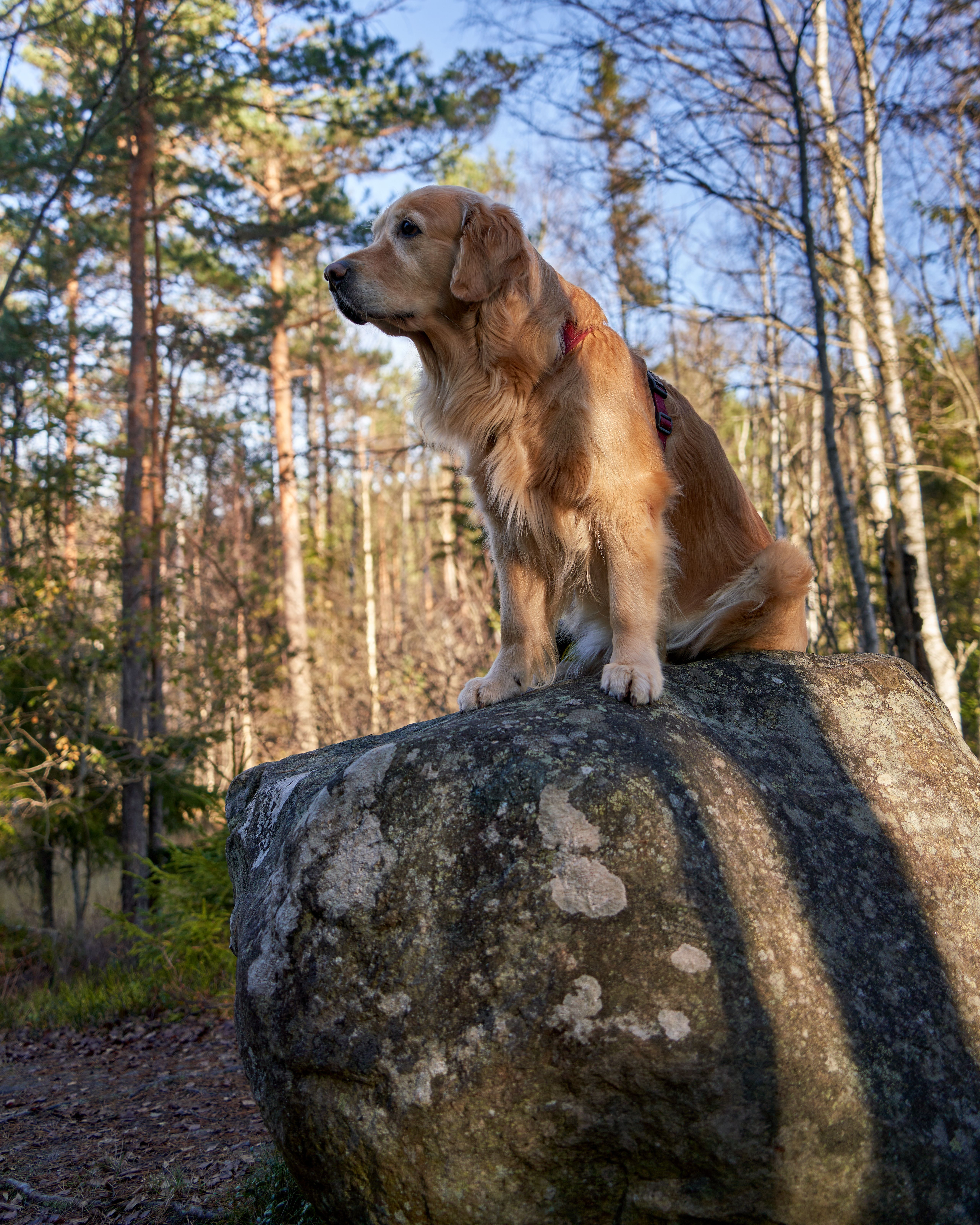 Golden Retriever Posing on Scenic Rock in Norwegian Forest · Free Stock ...