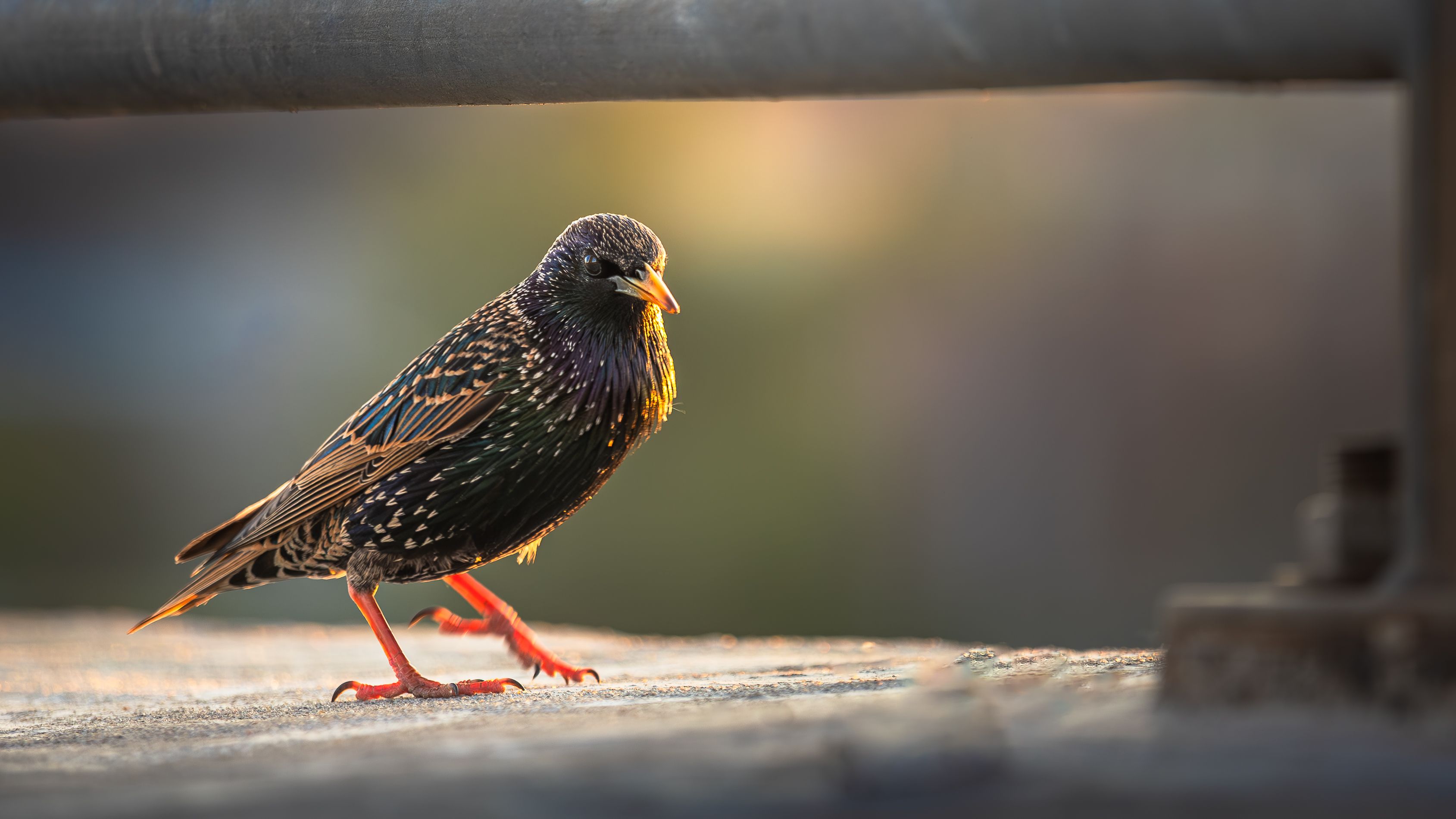 Close-up of a European Starling in Sunset Light · Free Stock Photo