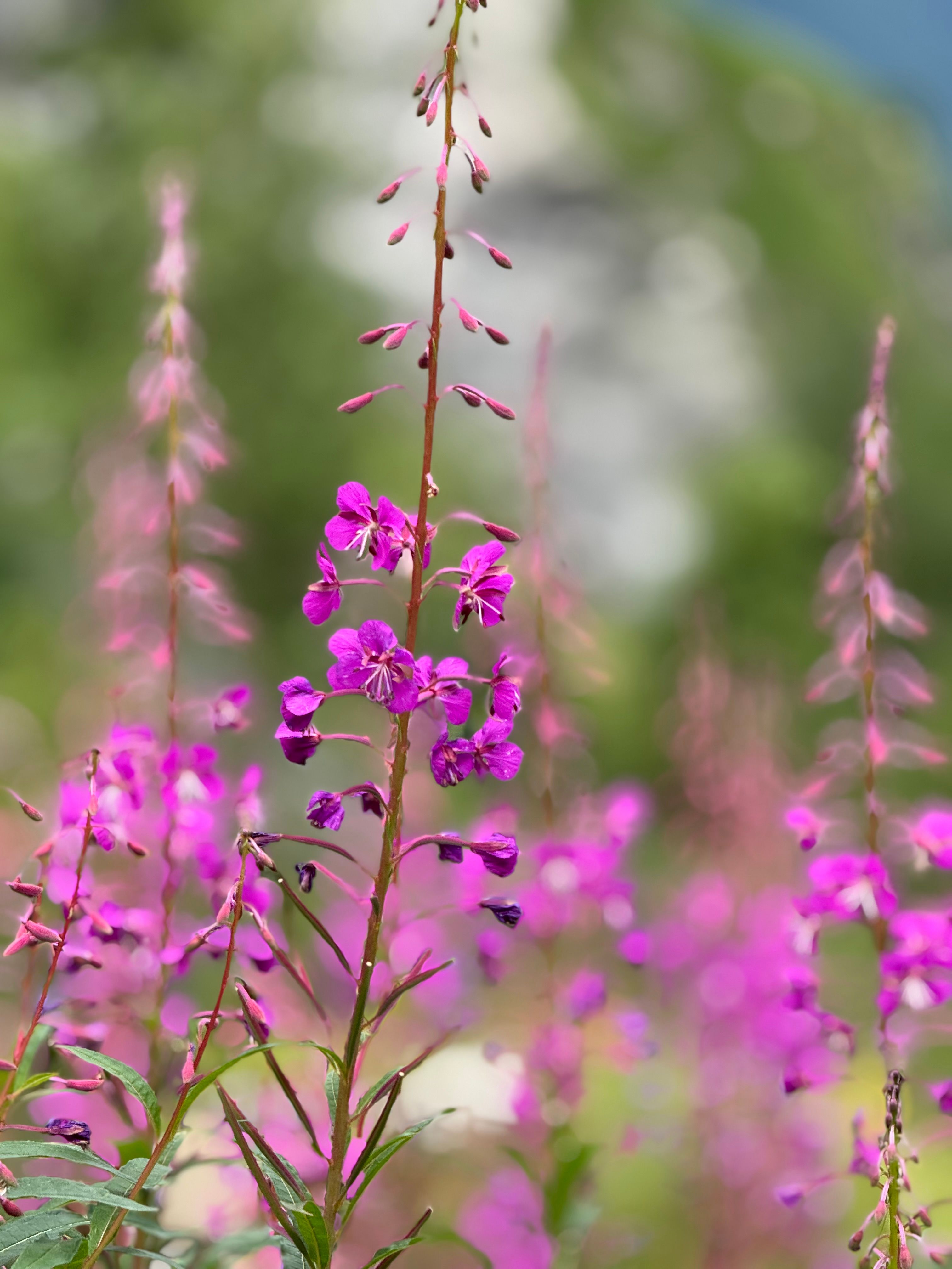10.000+ Poppy+and+purple+flowers Bilder und Fotos · Kostenlos ...